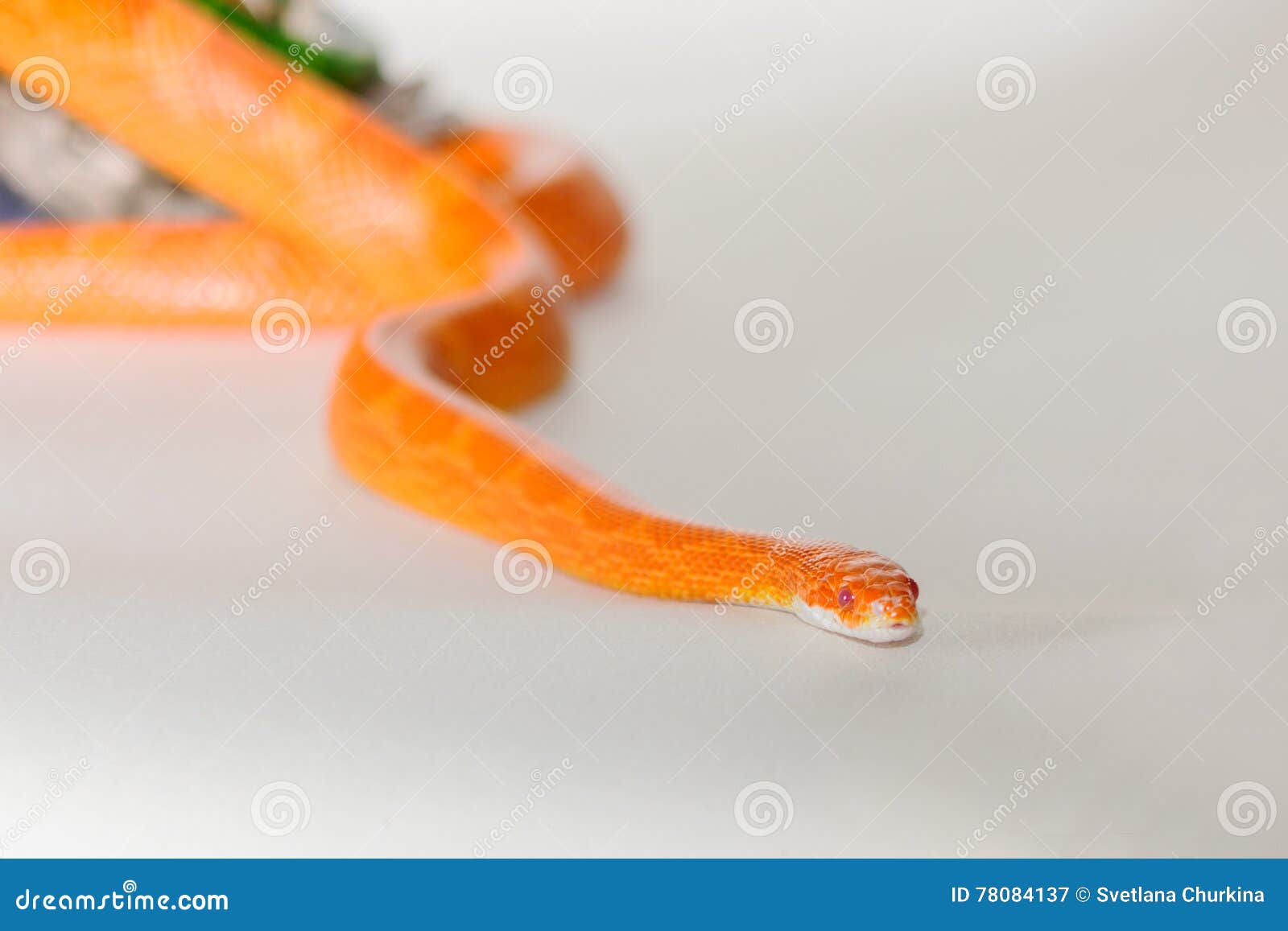 Hypo Fire Corn Snake Royalty-Free Stock Photography | CartoonDealer.com ...