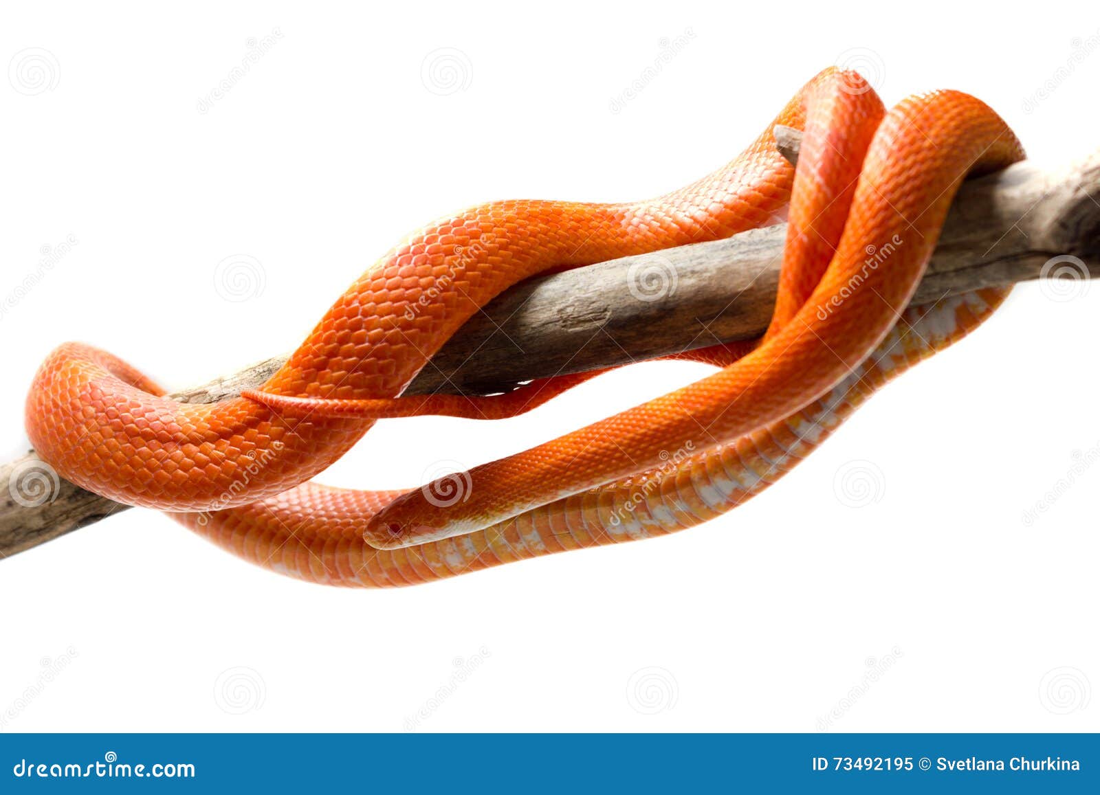 Hypo fire corn snake stock image. Image of snake, cute - 73492195