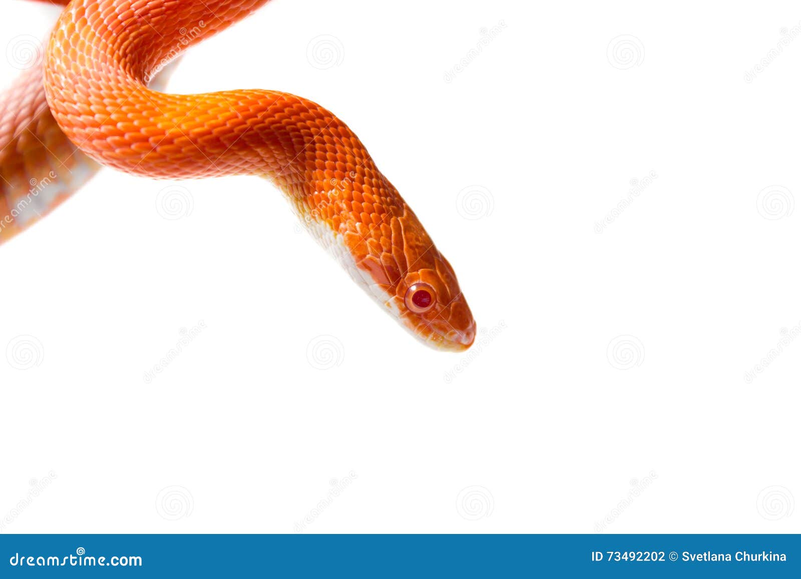 Hypo fire corn snake stock photo. Image of horizontal - 73492202