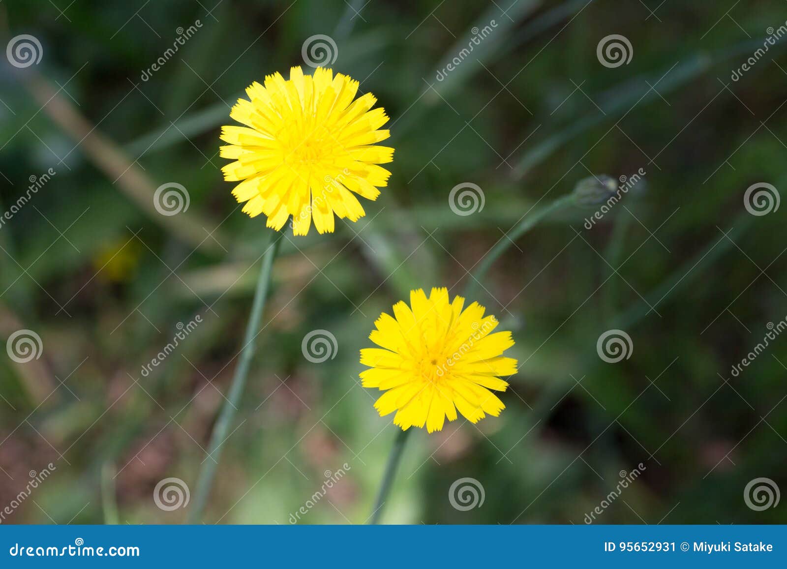 Hypochaeris radicata stock image. Image of meadow, radicata - 95652931