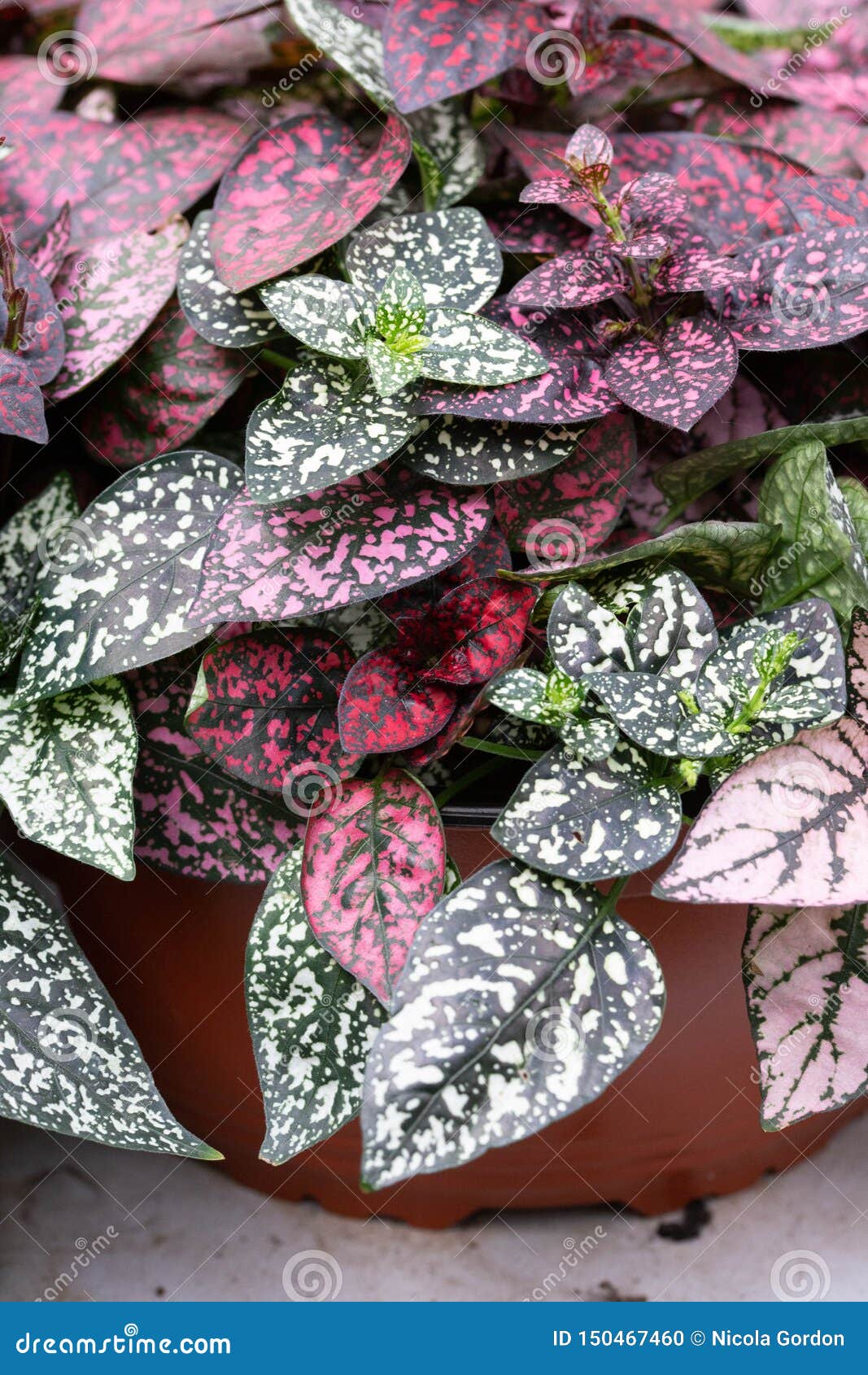 Hypoestes plant in red pot stock photo. Image of pink - 150467460