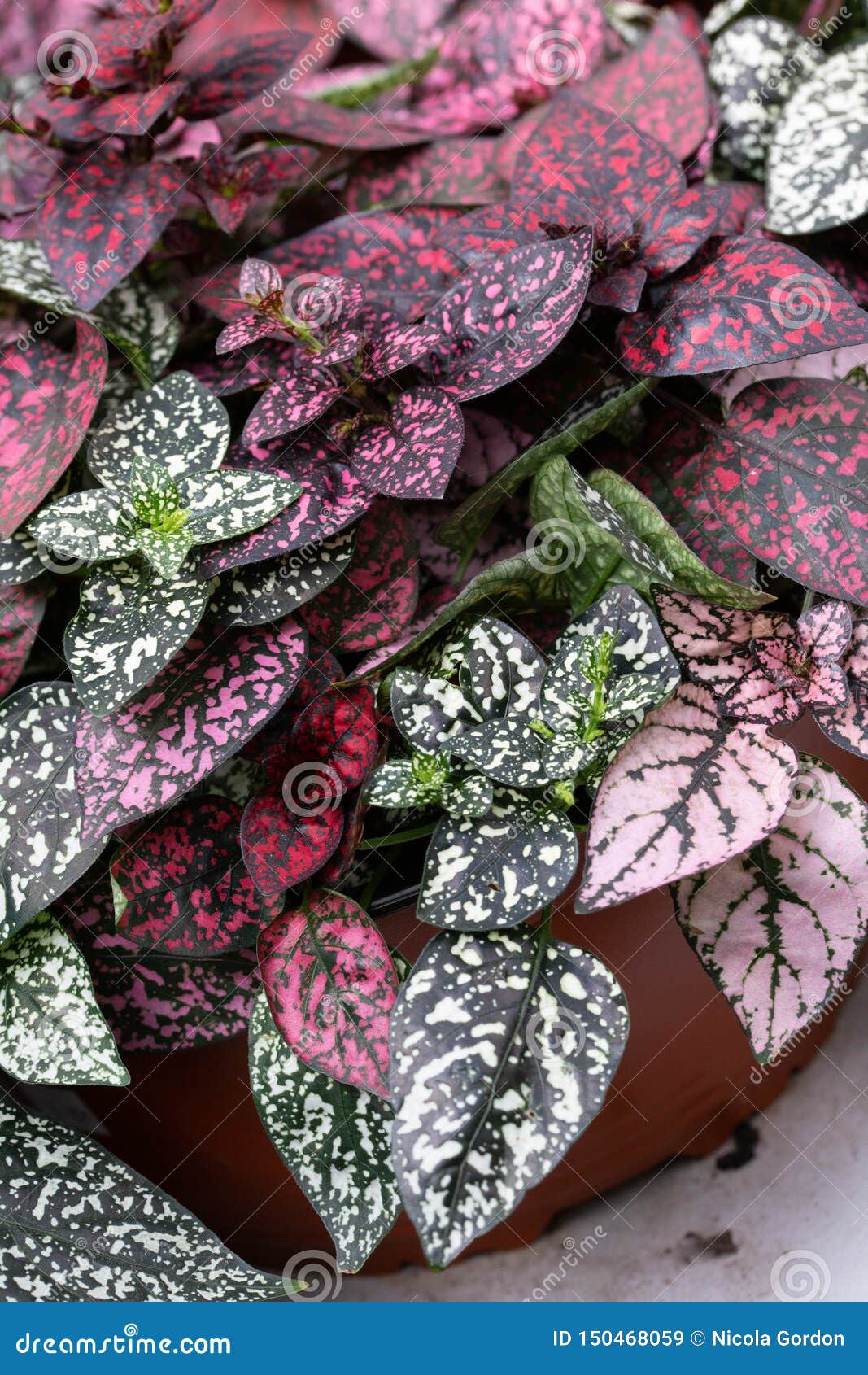 Hypoestes stock image. Image of plant, garden, hypoestes - 150468059