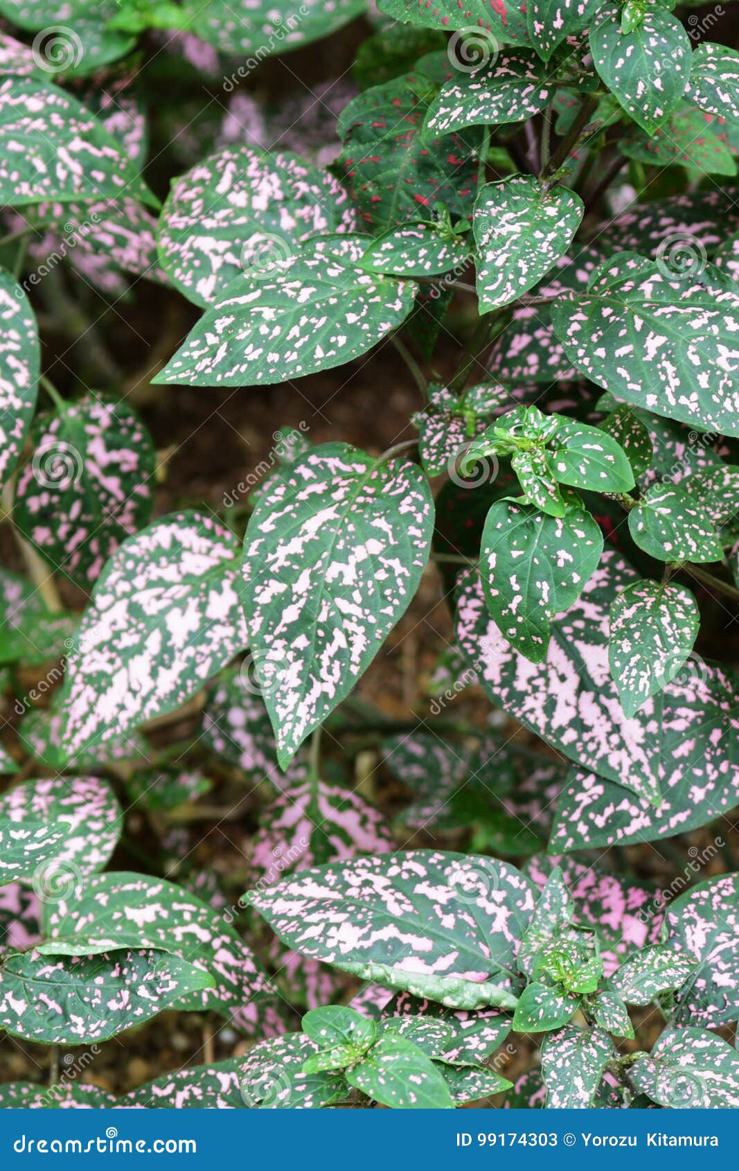 Hypoestes stock image. Image of leaf, flower, perennials - 99174303