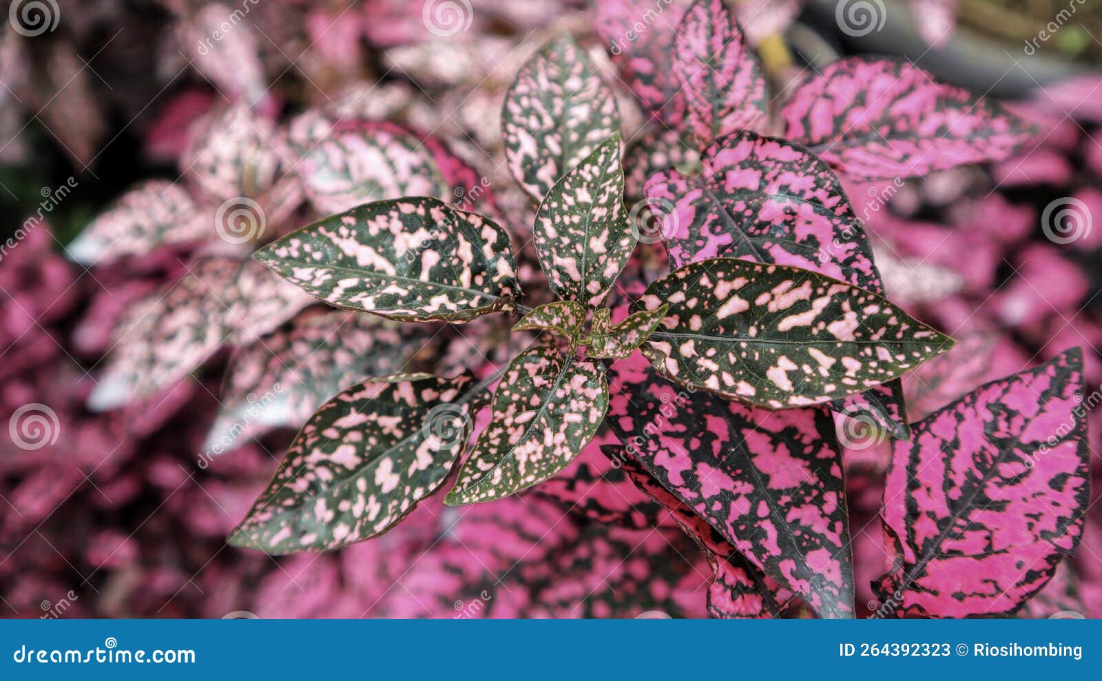 Hypoestes Phyllostachya White Splash Hypoestes Polka Dot Plant Stock ...