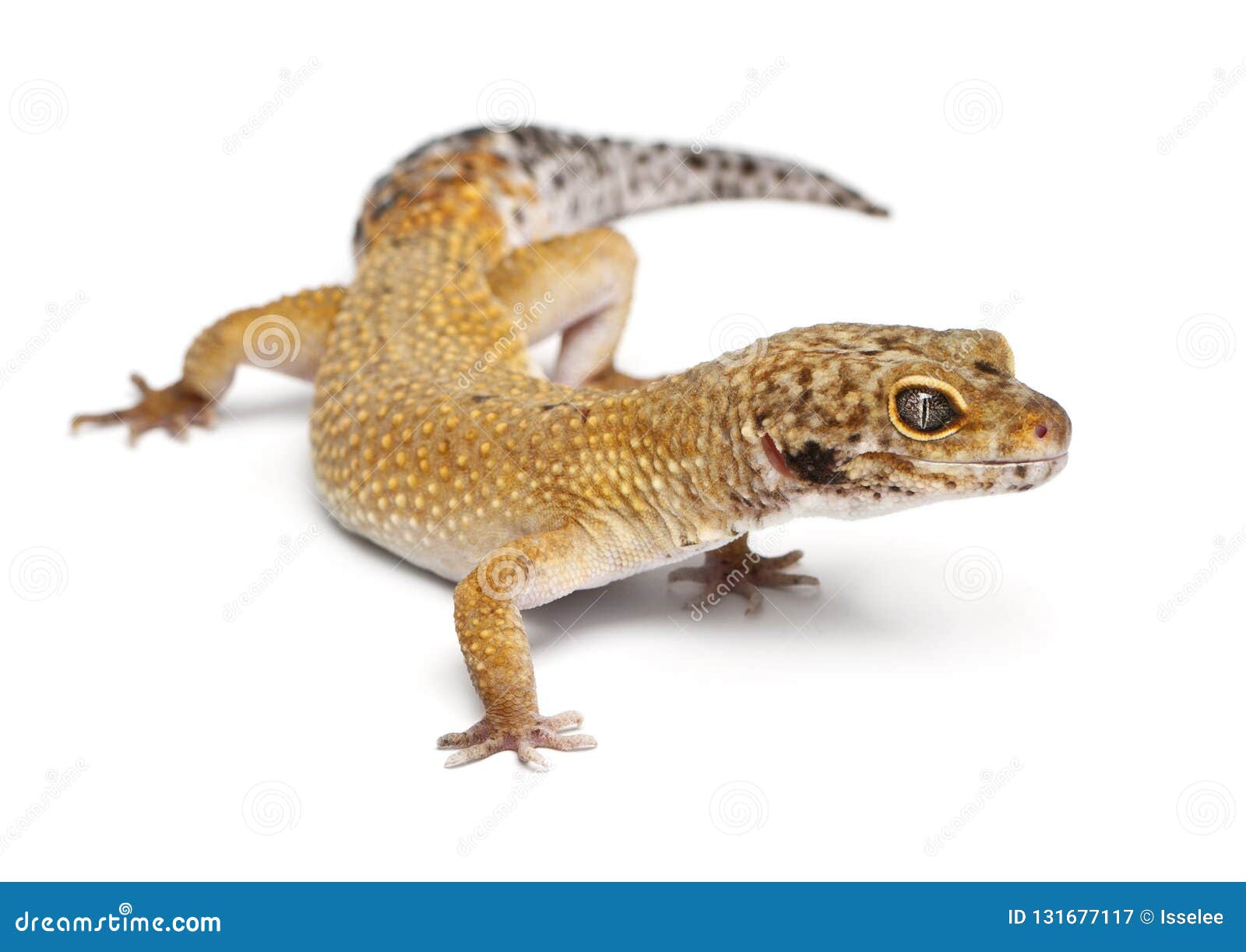Hypomelanistic-Leopardgecko, Eublepharis-macularius Stockbild - Bild ...
