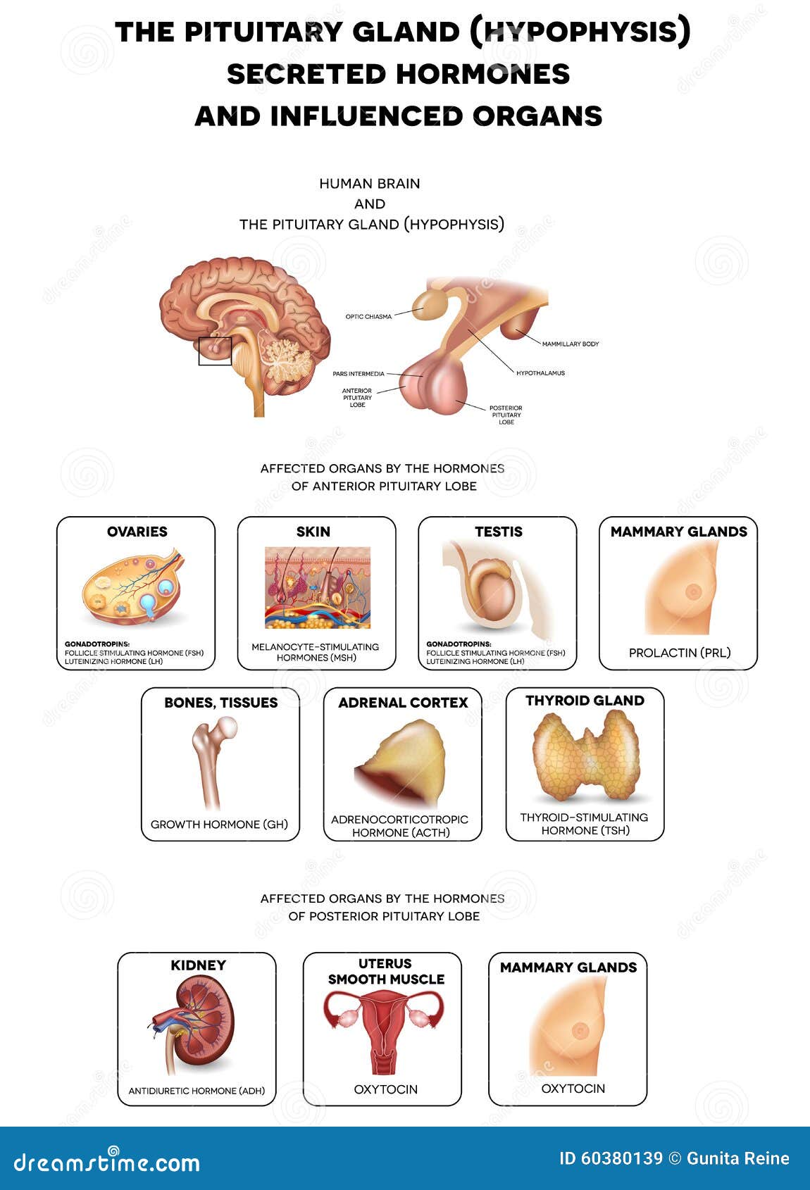 Hypophyse und Hormone vektor abbildung. Illustration von drüse - 60380139