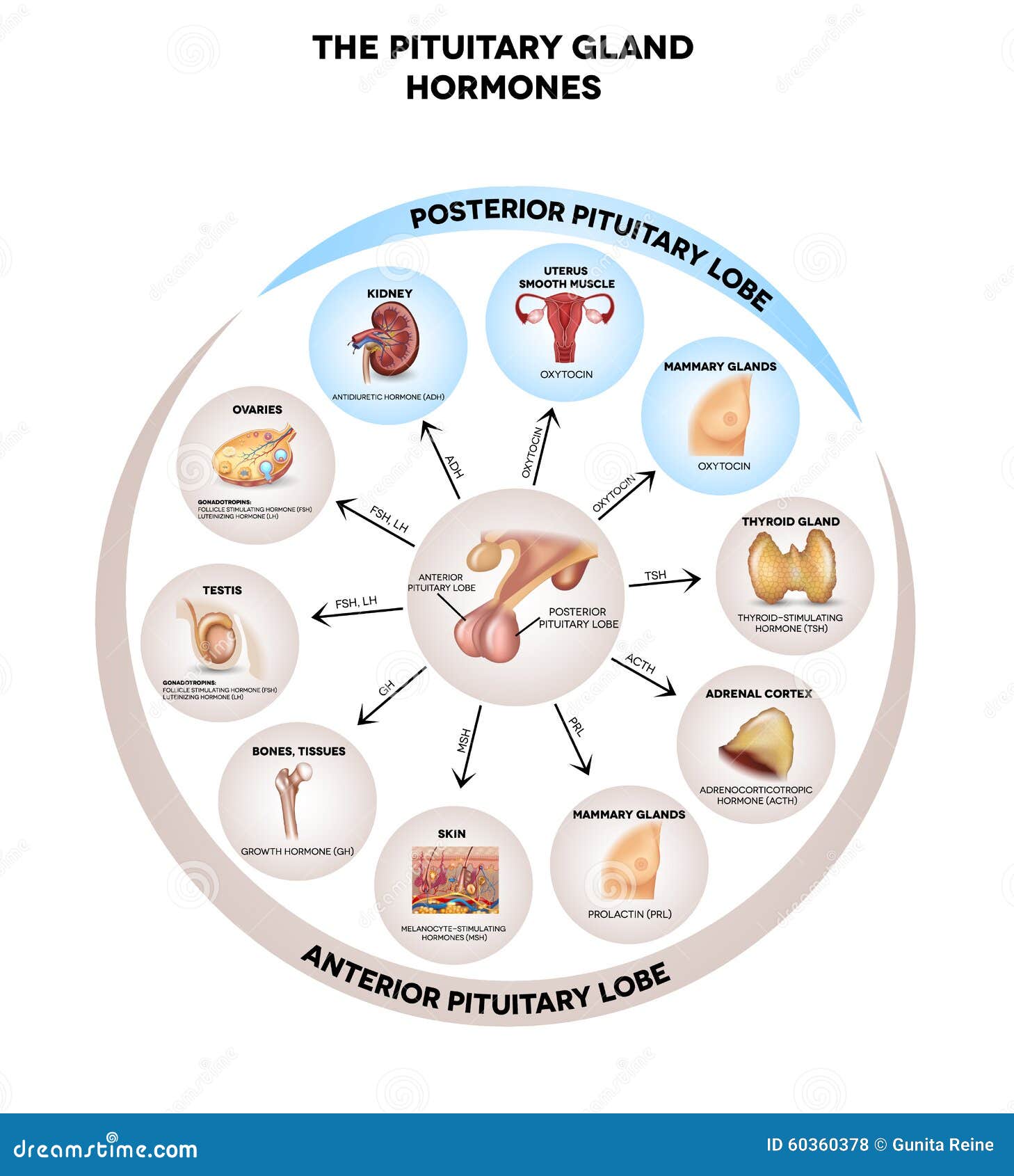 Hypophysehormone vektor abbildung. Illustration von organ - 60360378