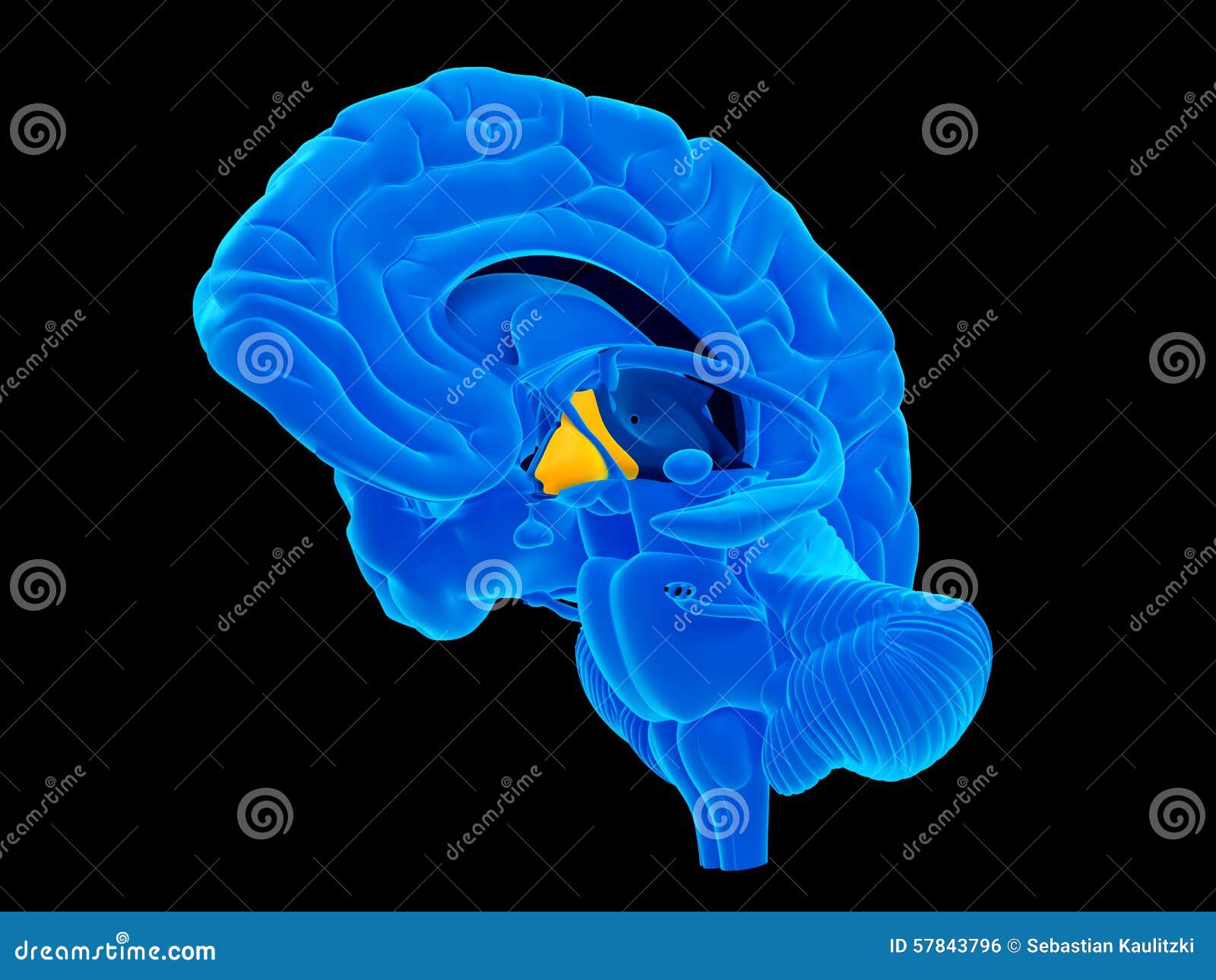 Hypothalamus Cartoon Vector | CartoonDealer.com #57394683