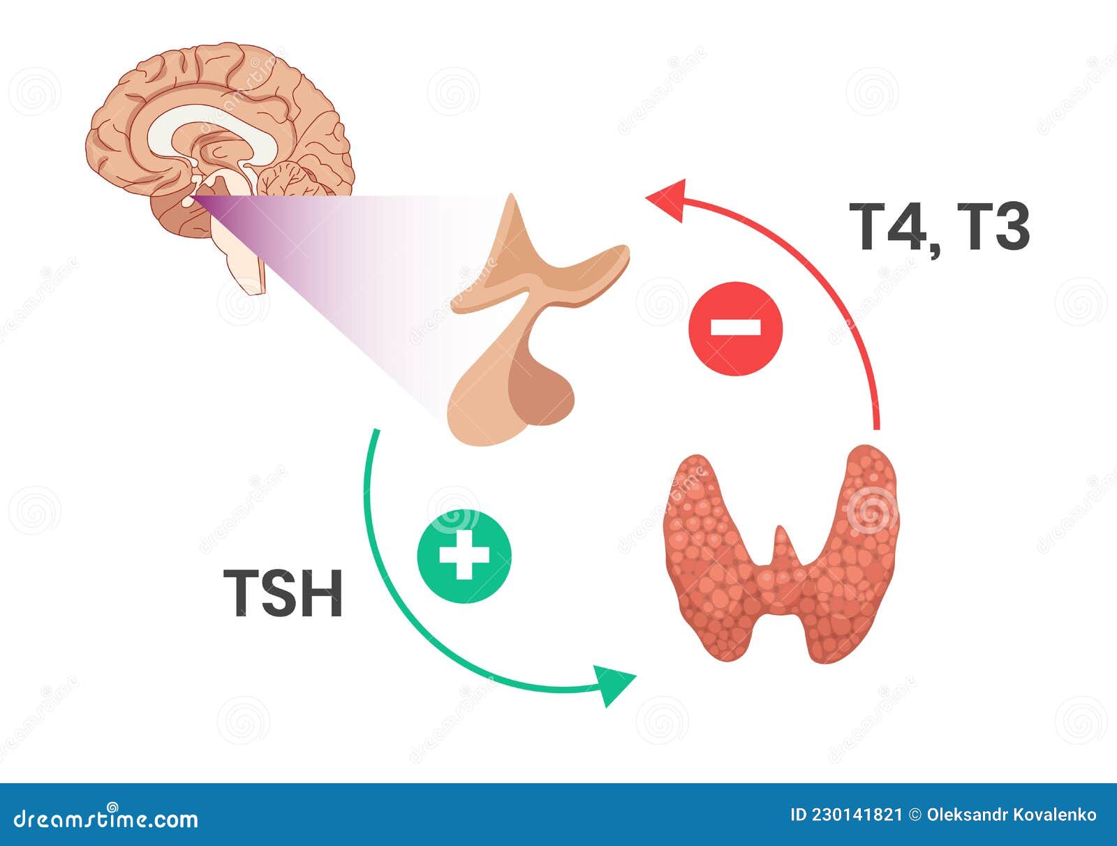 Hypothalamus Pituitary Thyroid Axis. Thyroid Hormones Physiology and ...