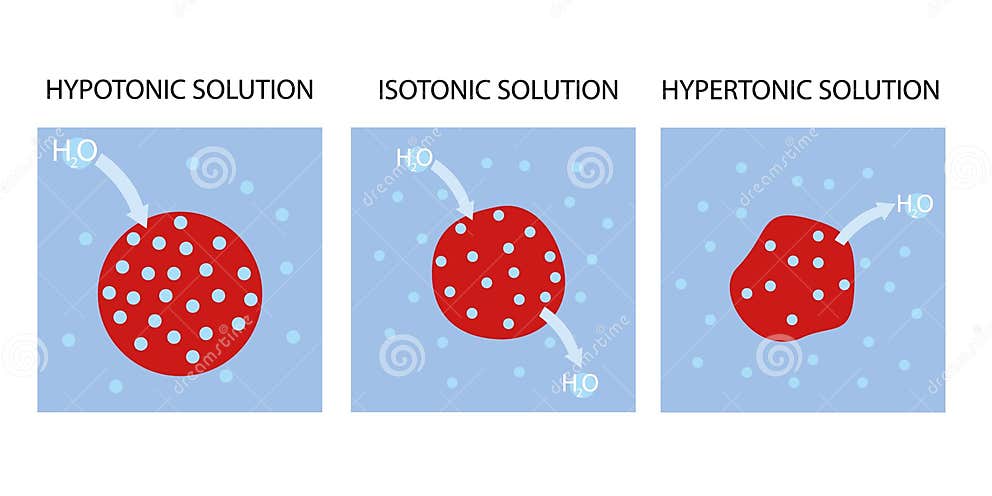 Hypotonic, Isotonic and Hypertonic Solutions Vector. Tonicity and Osmosis Stock Illustration ...