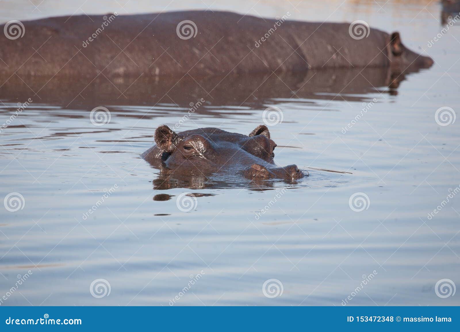 Hyppo in Botswana stock photo. Image of botswana, hippo - 153472348