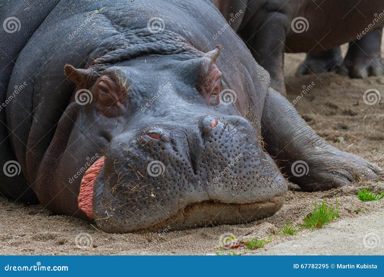 Hyppo lying stock image. Image of animal, head, mouth - 67782295