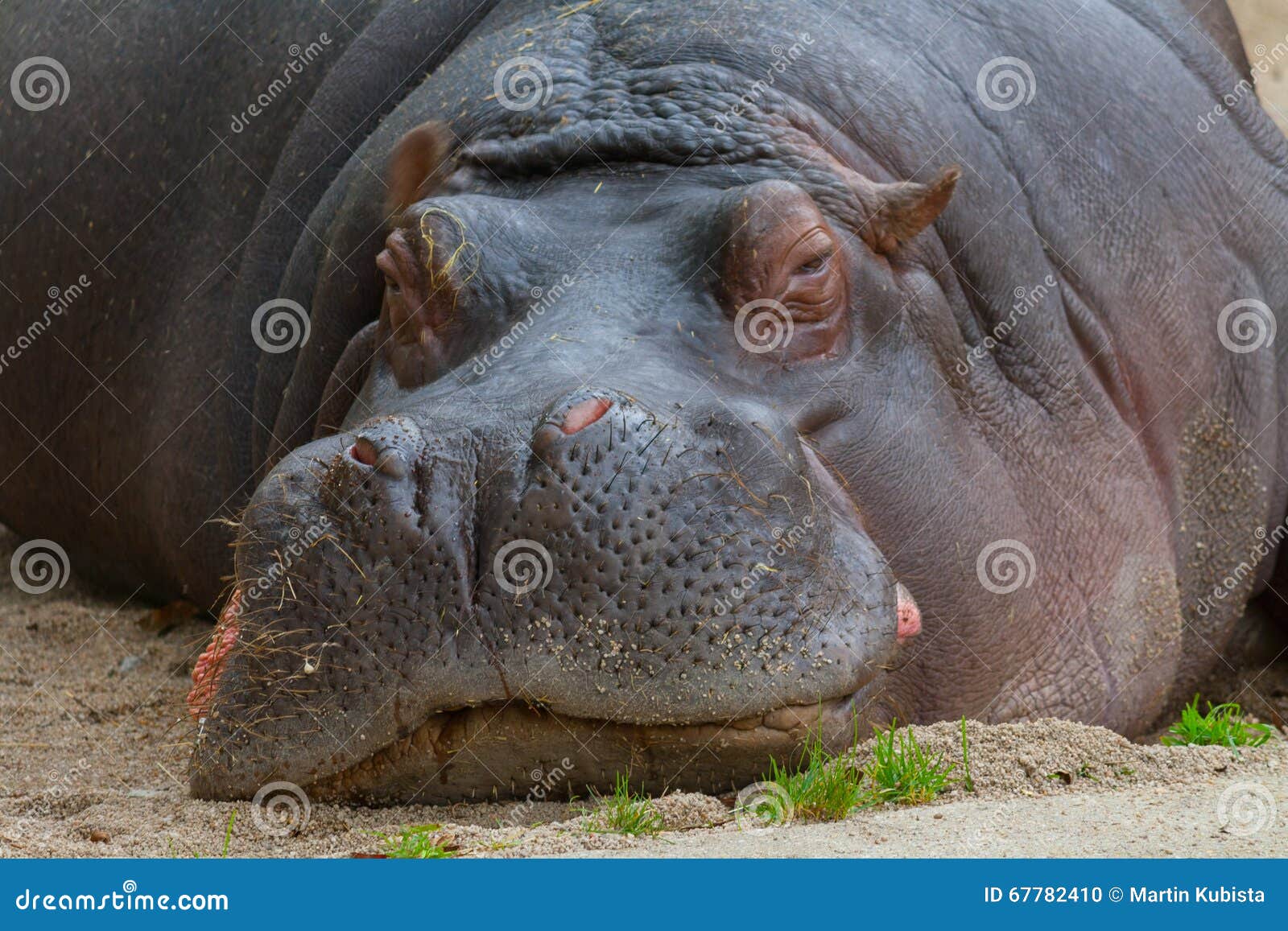 Hyppo lying stock photo. Image of sand, animal, male - 67782410
