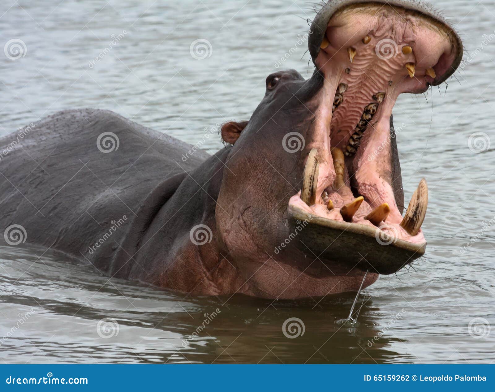 Hyppo, South Africa stock photo. Image of danger, brown - 65159262