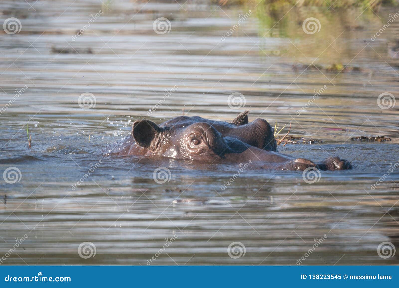 Hyppo at sunset stock image. Image of beautiful, animals - 138223545