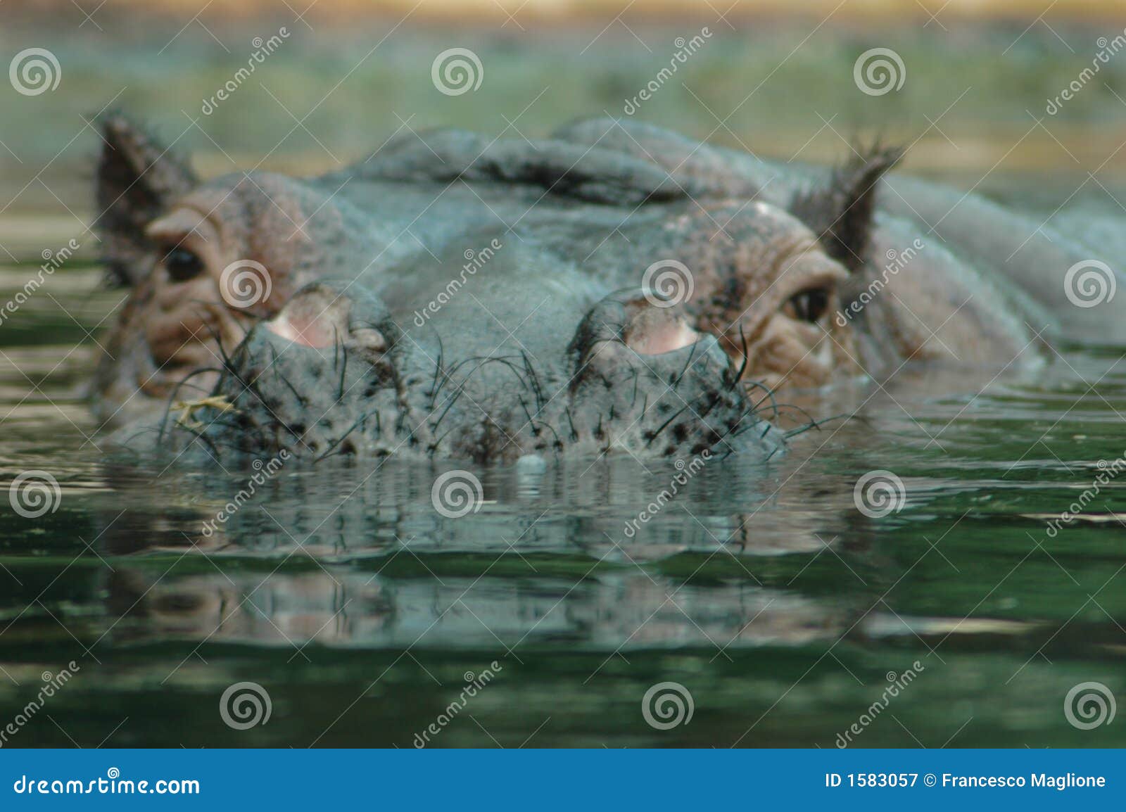 Hyppo Looking Stock Photos - Free & Royalty-Free Stock Photos from ...