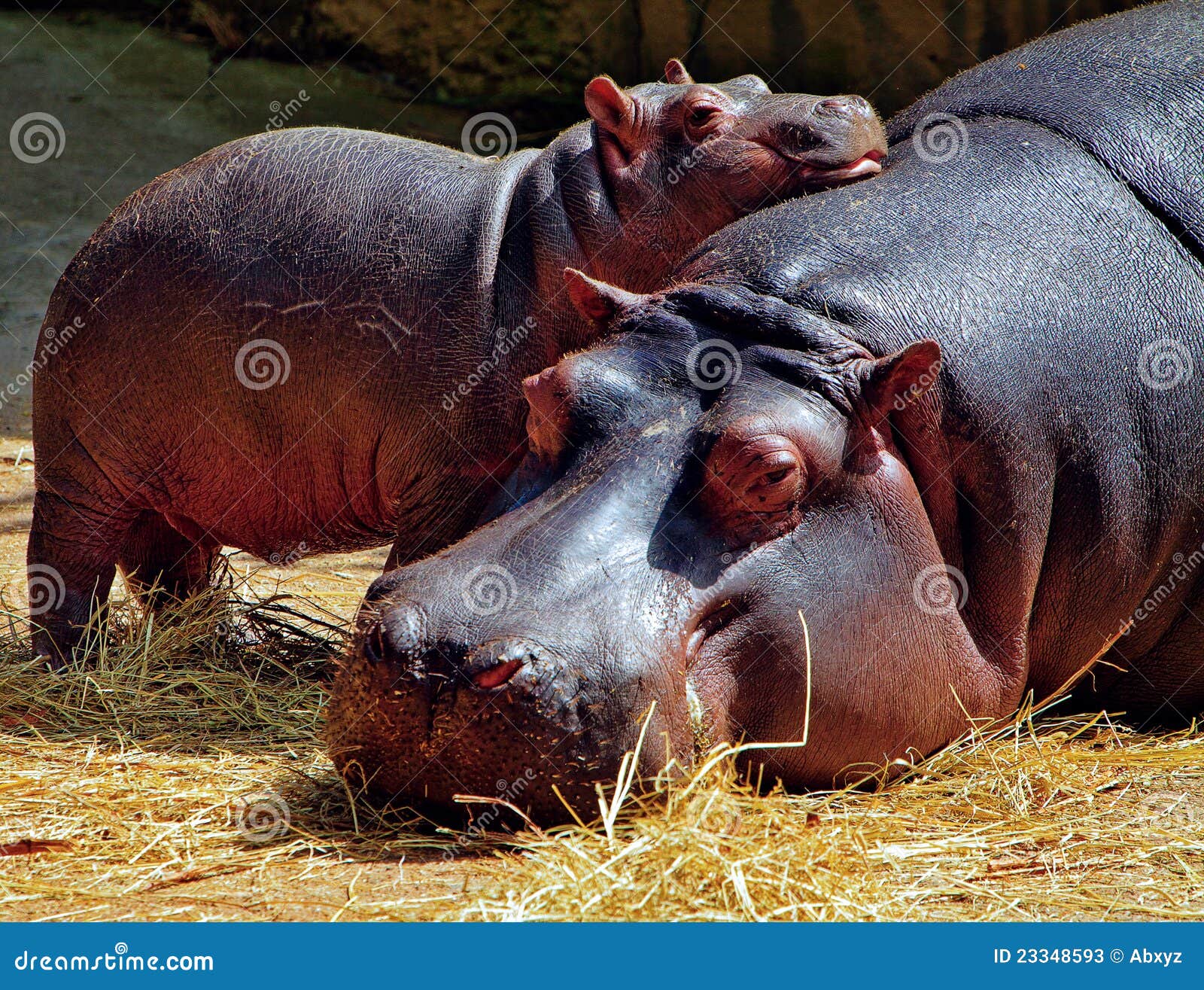 Hyppos stock image. Image of large, hippopotamus, cute - 23348593