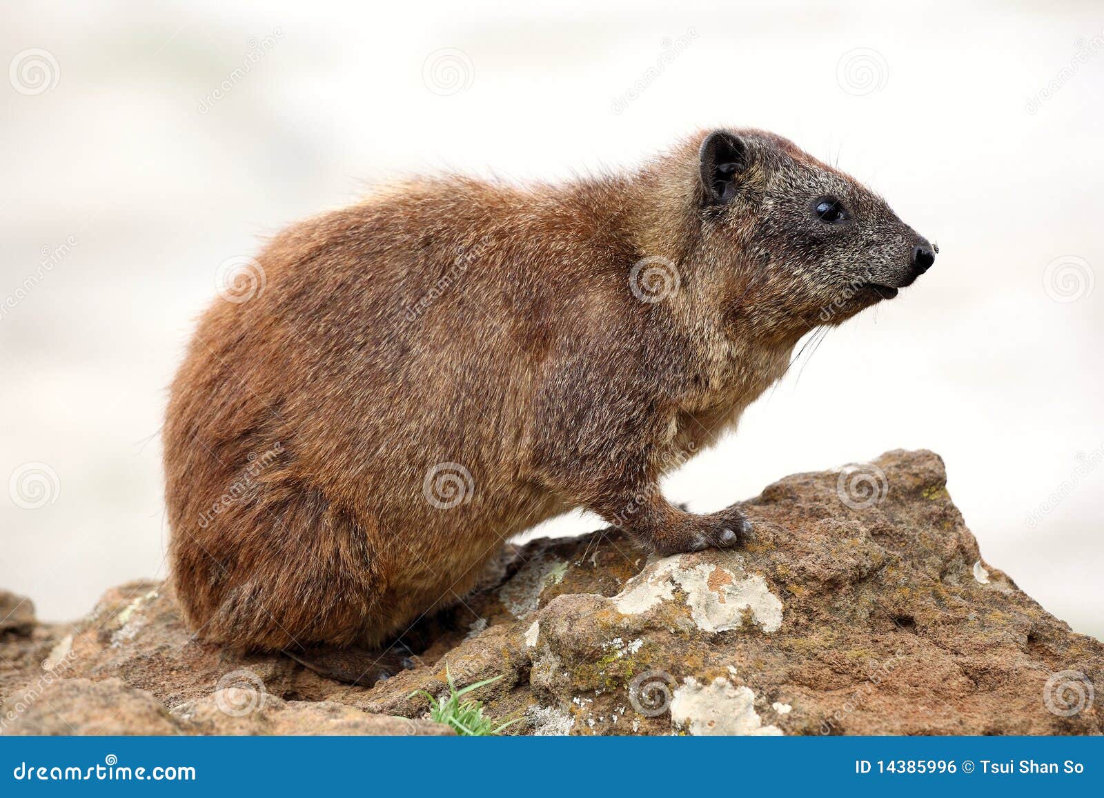 Hyrax stock photo. Image of beautiful, africa, east, rabbit - 14385996