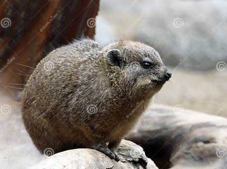 Hyrax stock image. Image of miniature, watchful, mammal - 16644519