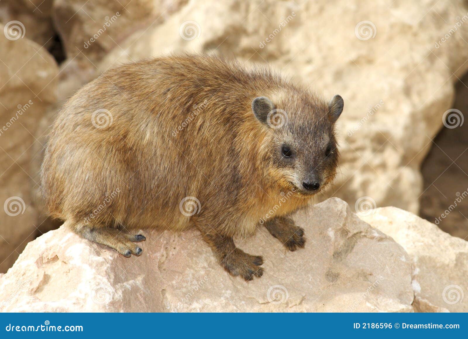Hyrax stock photo. Image of portrait, rock, wildlife, eyes - 2186596