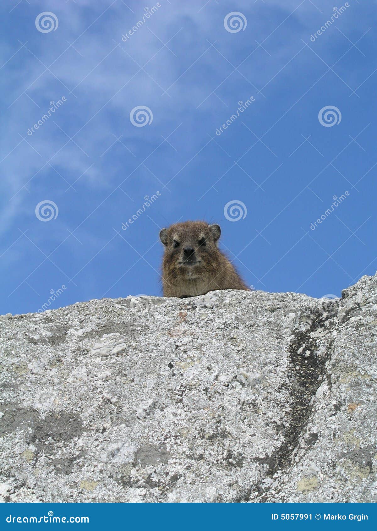 Hyrax stock image. Image of sociable, colony, hyrax, blue - 5057991