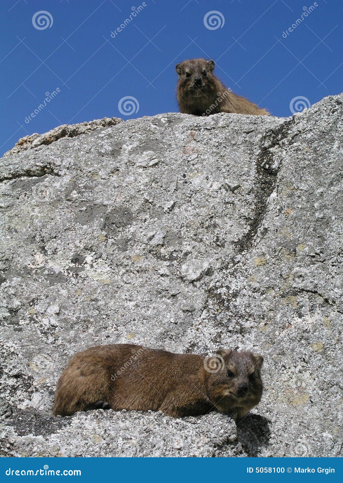 Hyrax stock photo. Image of blue, rock, wildlife, dassie - 5058100