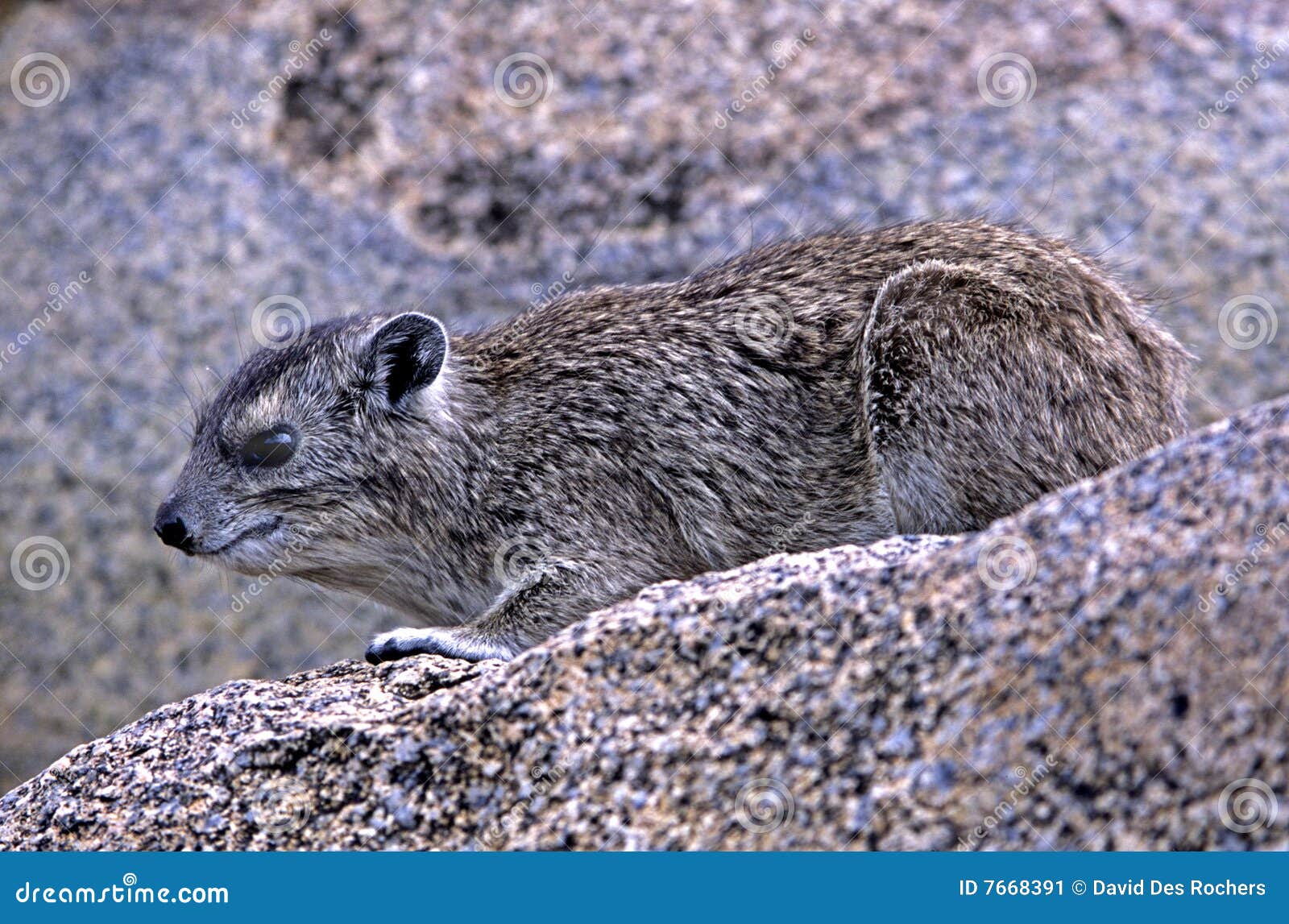 Hyrax stock image. Image of hyrax, wildlife, africa, tanzania - 7668391