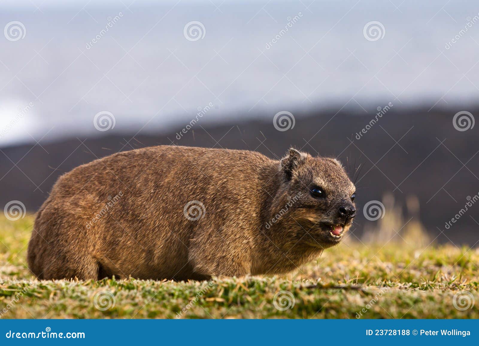 Hyrax Eating Stock Photos - Free & Royalty-Free Stock Photos from ...