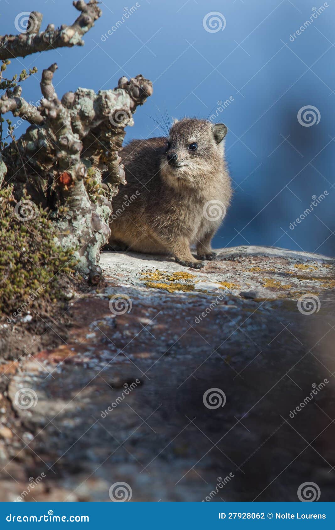 Hyrax in hiding stock photo. Image of closeup, park, falls - 27928062