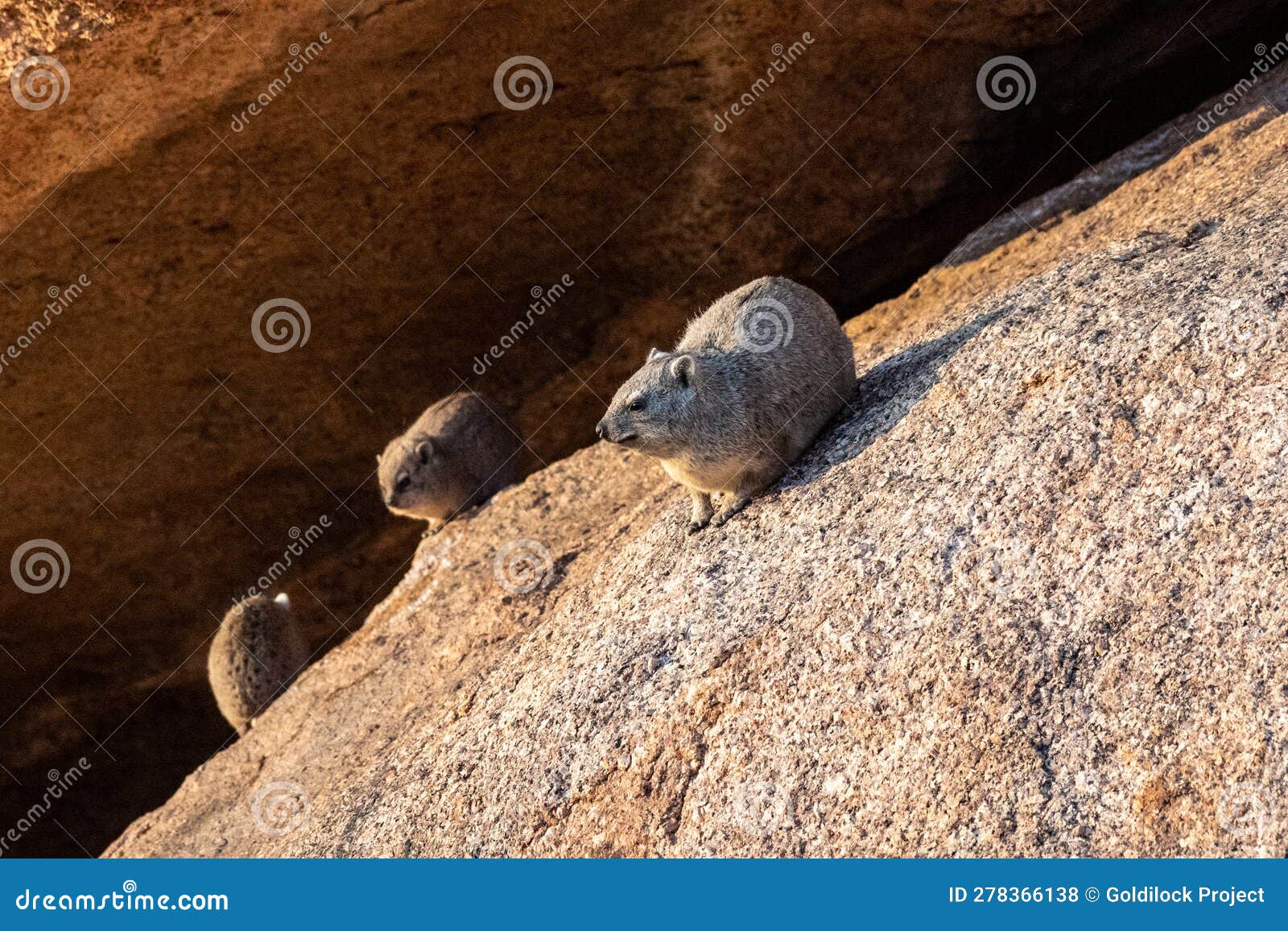 Hyrax near Spitzkoppe stock photo. Image of detail, cute - 278366138