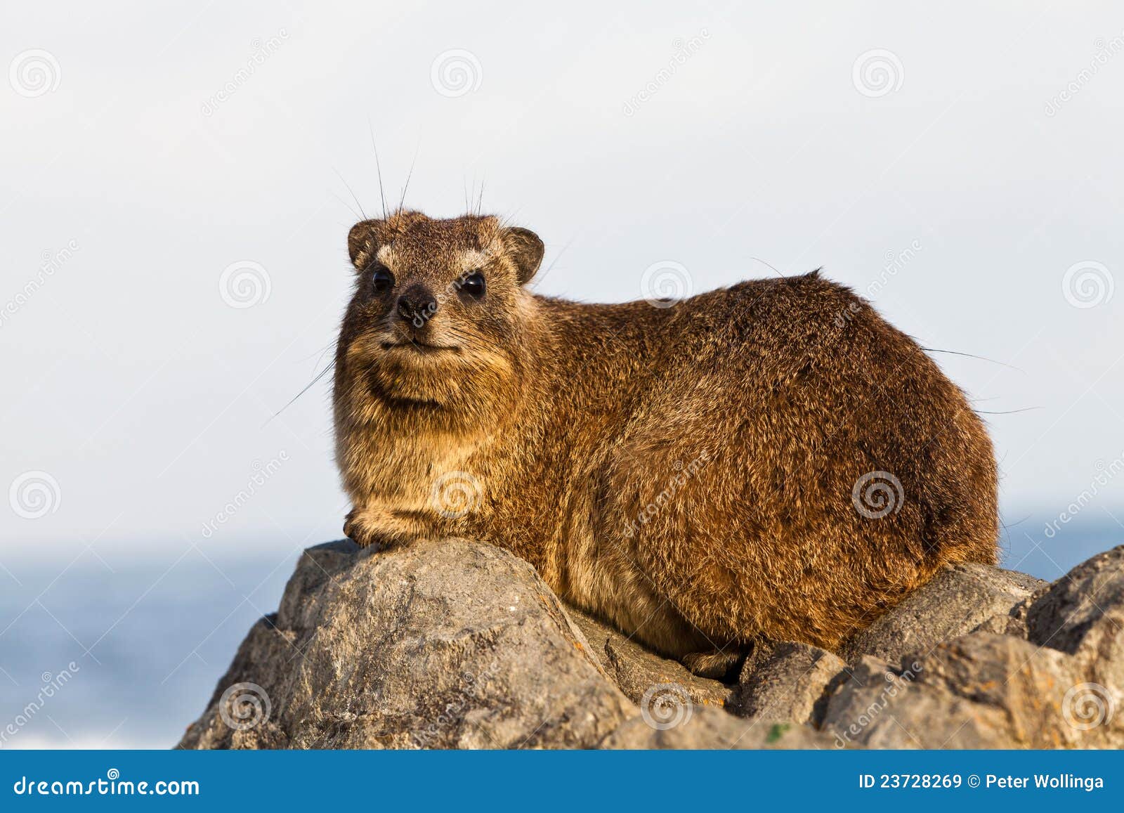 Hyrax sitting on a rock stock image. Image of hyrax, africa - 23728269