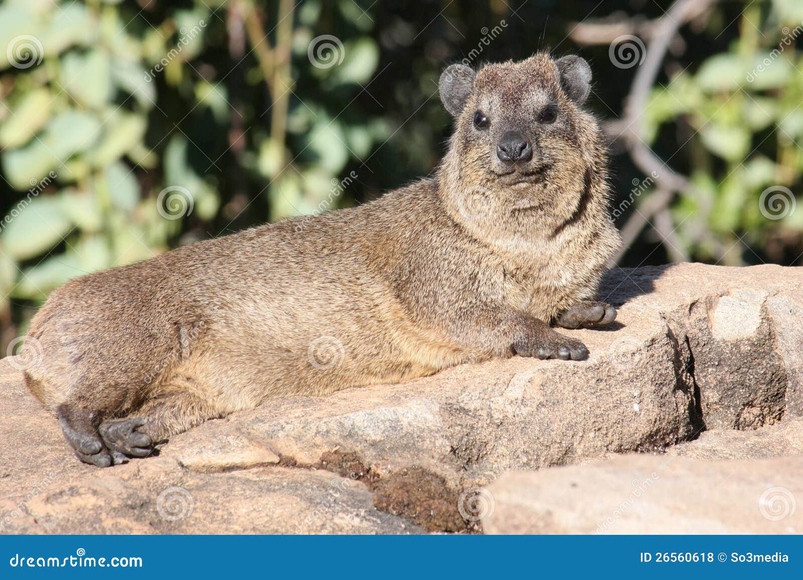 Hyrax sunbathing stock photo. Image of sunbathing, east - 26560618