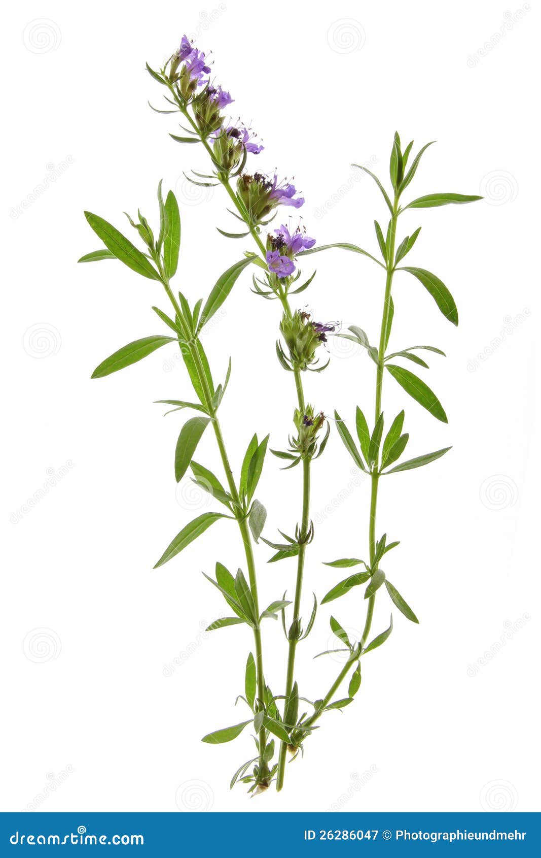 Hysope (officinalis De Hyssopus) Photographie stock libre de droits ...