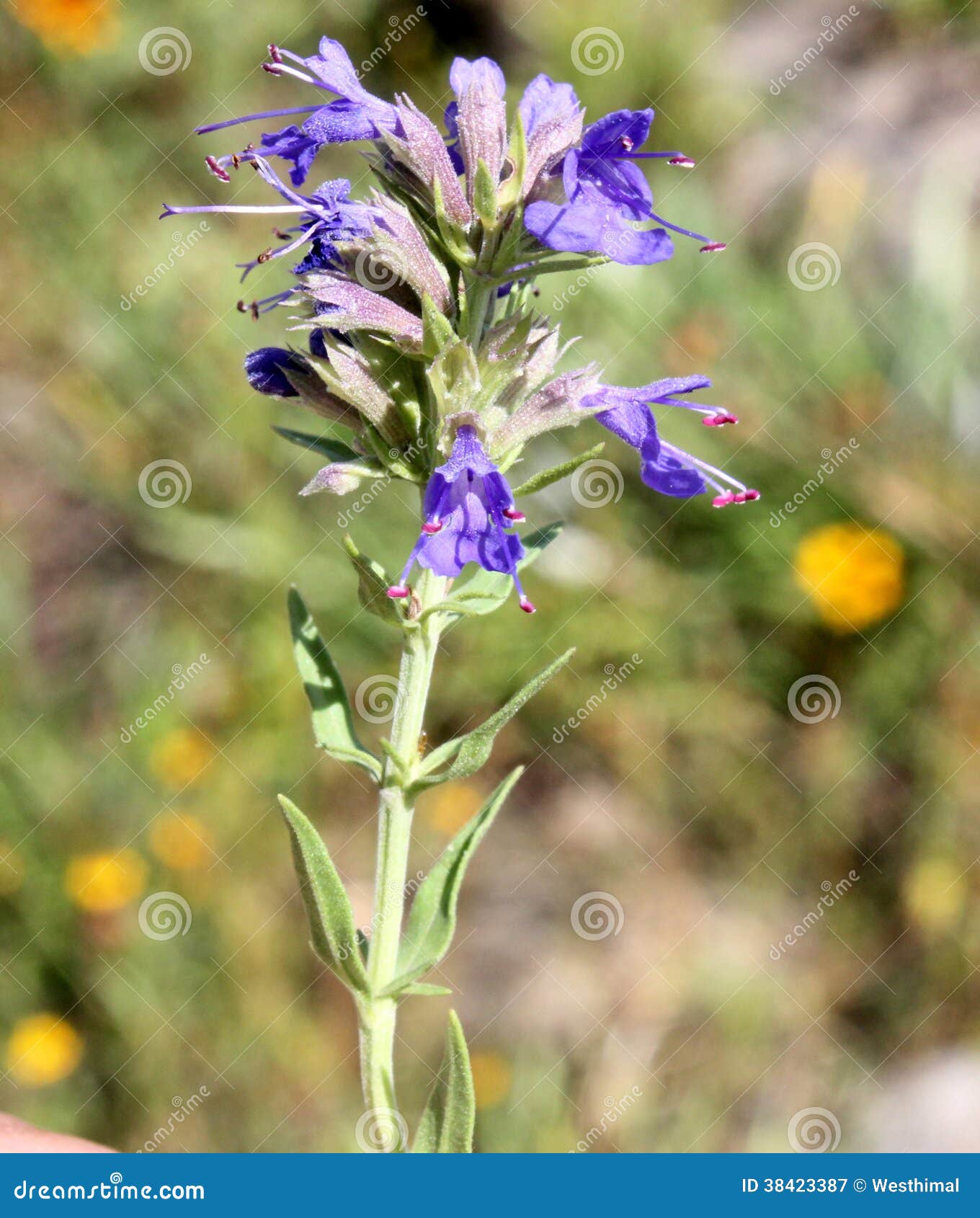 Dry Hyssop Leaves And Seeds Heap Isolated On White Royalty-Free Stock ...
