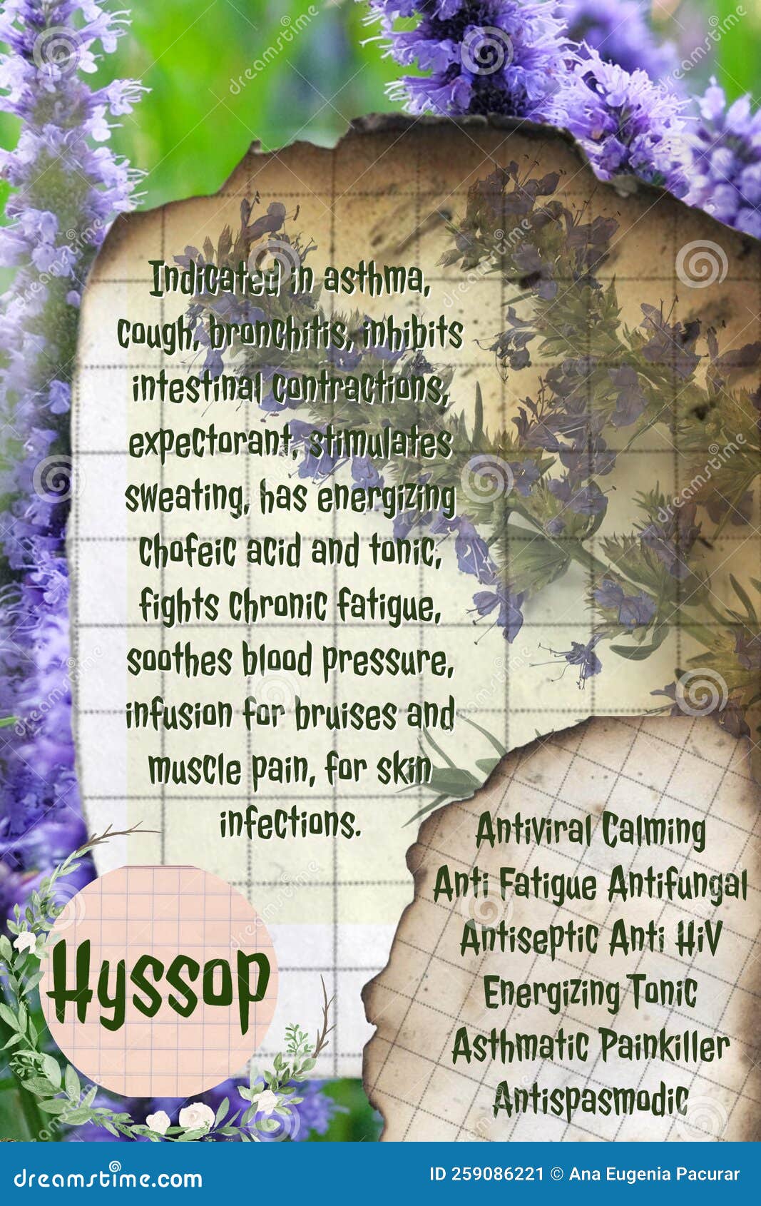 Hyssop Benefits Herbalist Notebook Pages Stock Illustration ...