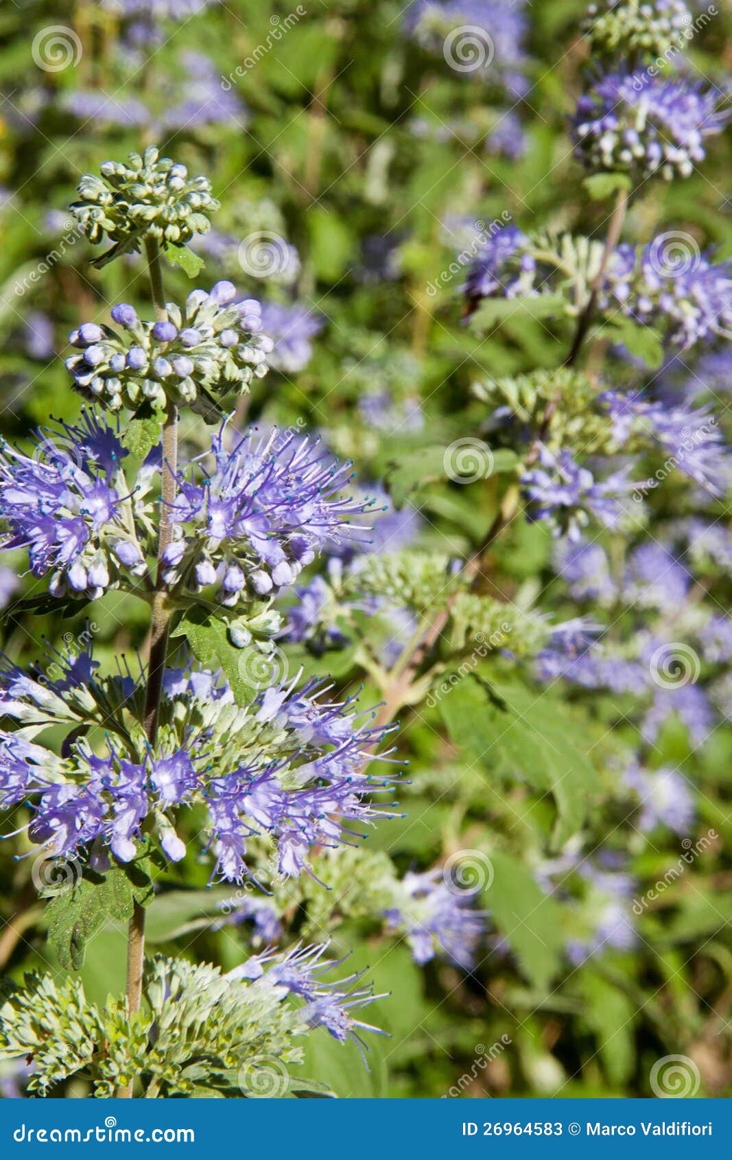 Hyssop (Hyssopus) stock image. Image of horticulture - 26964583