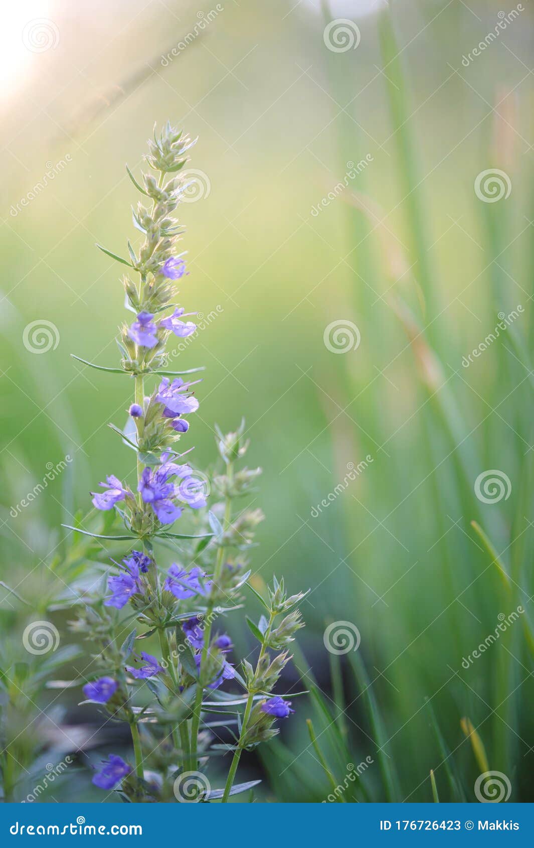 Hyssop, Hyssopus Officinalis, Flowering in Herb Garden Stock Image ...