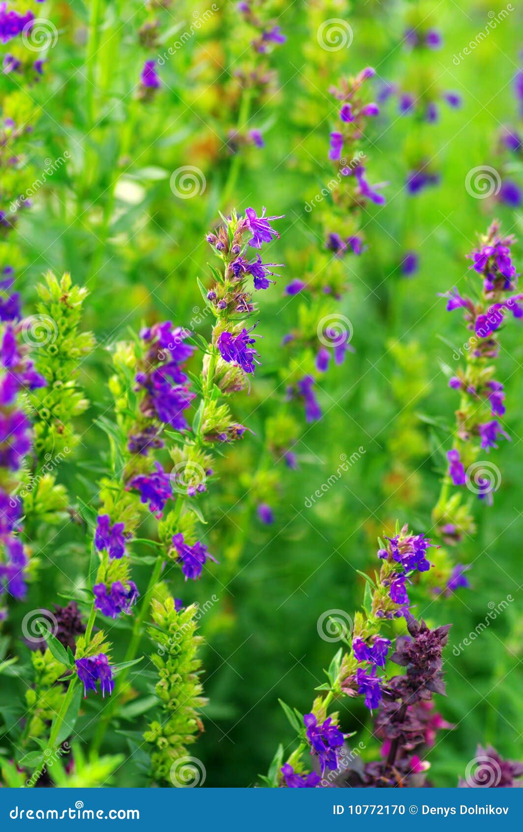 Hyssop plant stock photo. Image of herbs, beauty, growth - 10772170