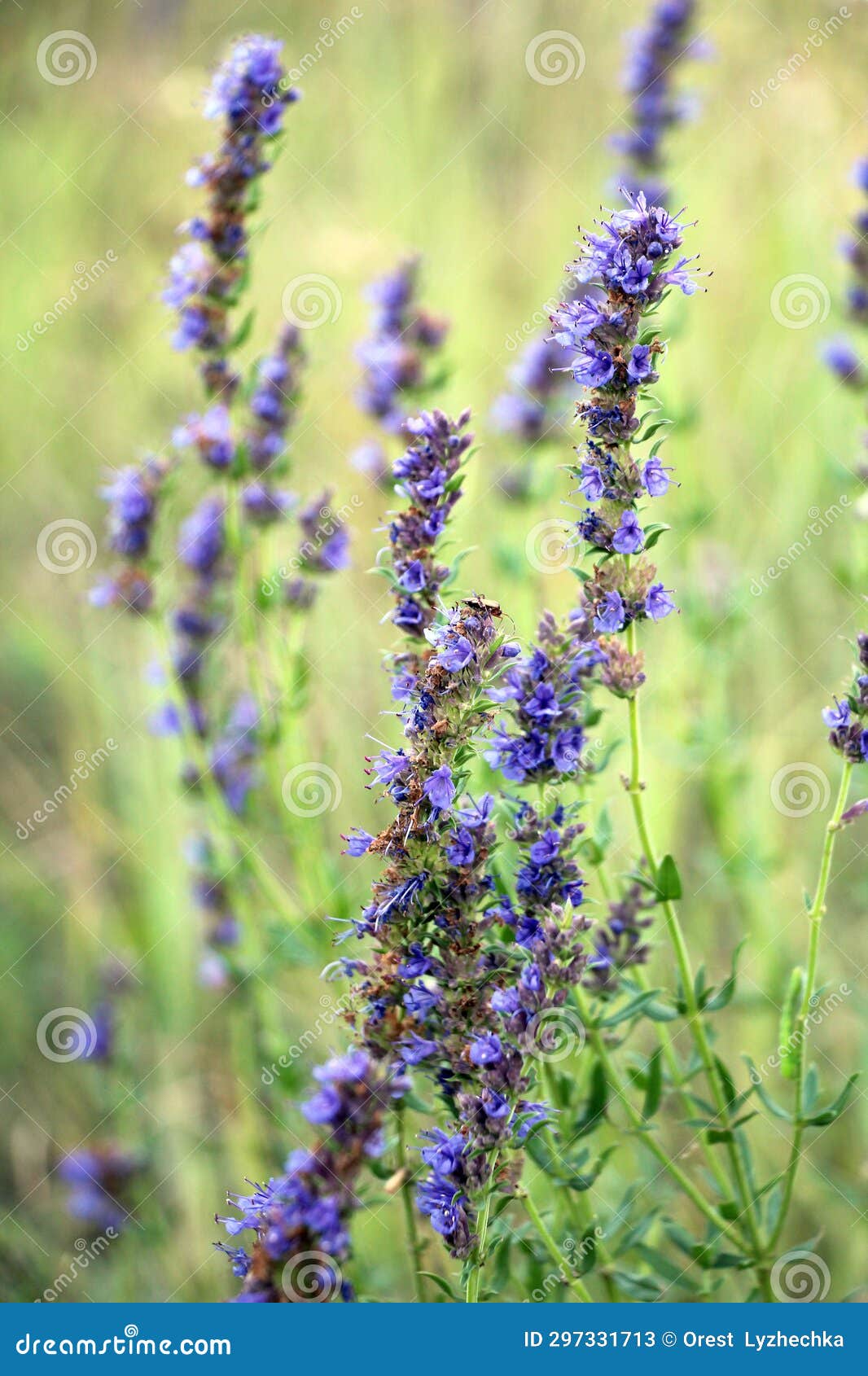 Hyssopus Officinalis Grows in Nature Stock Image - Image of herb ...