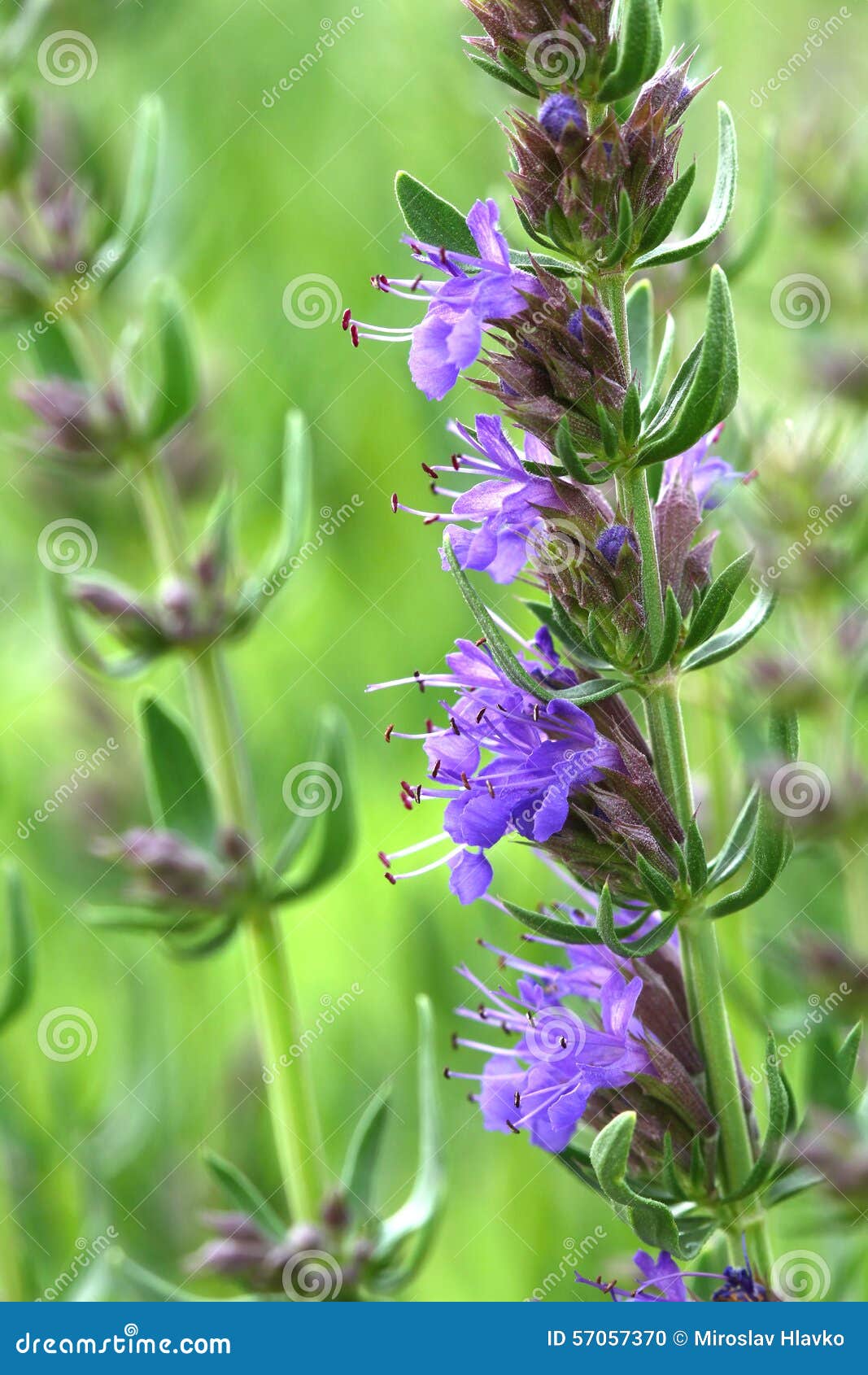 Hyssopus officinalis stock photo. Image of nature, plant - 57057370