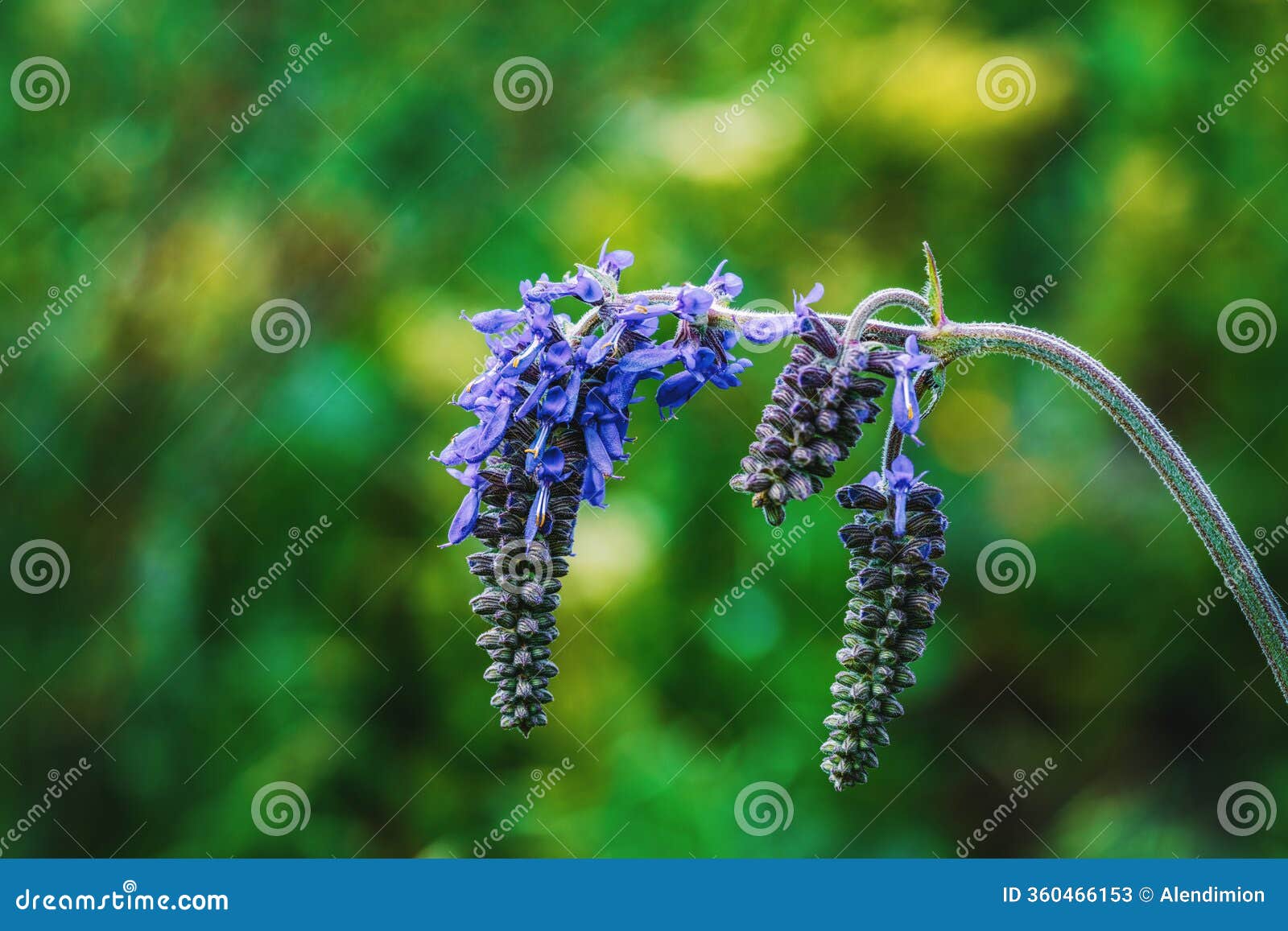 Hyssopus Officinalis or Hyssop Blue Flowers Stock Image - Image of ...