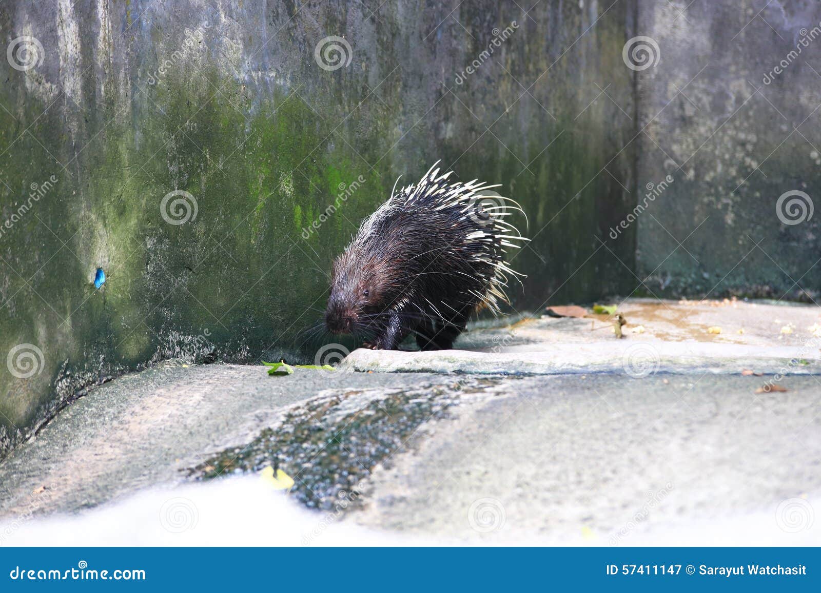 Hystricomorpha stockbild. Bild von darstellen, definitionen - 57411147