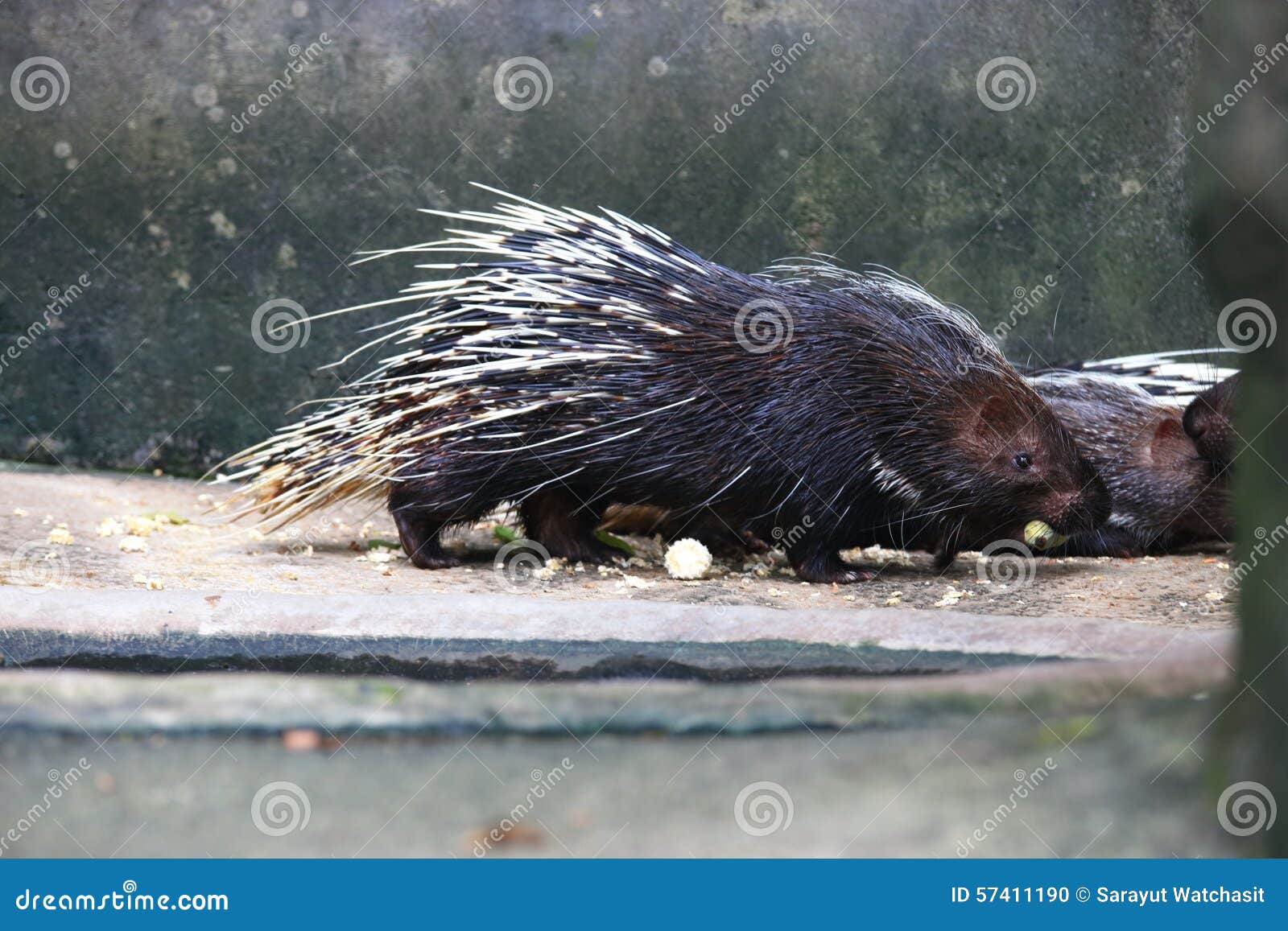 Hystricomorpha stockfoto. Bild von eindeutig, einbeziehung - 57411190