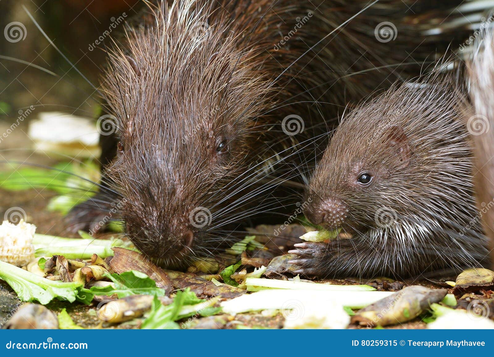 Hystrix Brachyura 库存图片. 图片 包括有 哺乳动物, 敌意, 空白, 通配, 聚会所 - 80259315