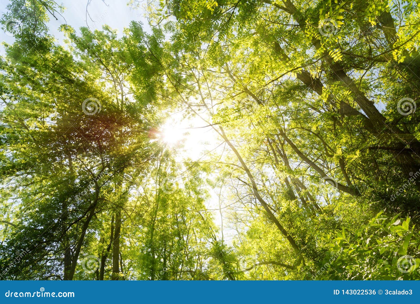 Sun Rays Shining through Green Treetops Stock Photo - Image of nature ...