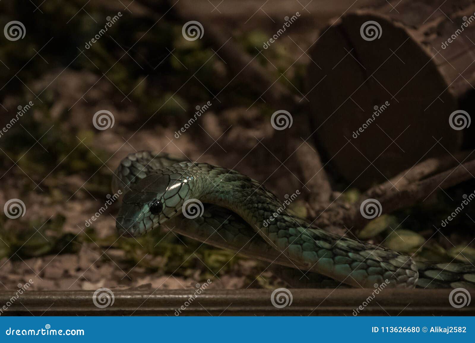 I Angusticeps Orientali Del Dendroaspis Della Mamba Verde Fotografia ...