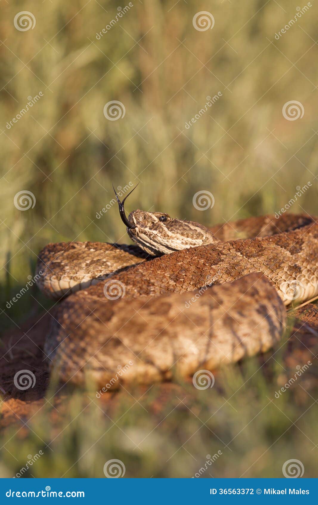 I bite stock photo. Image of rattlesnakes, pteis, fangs - 36563372
