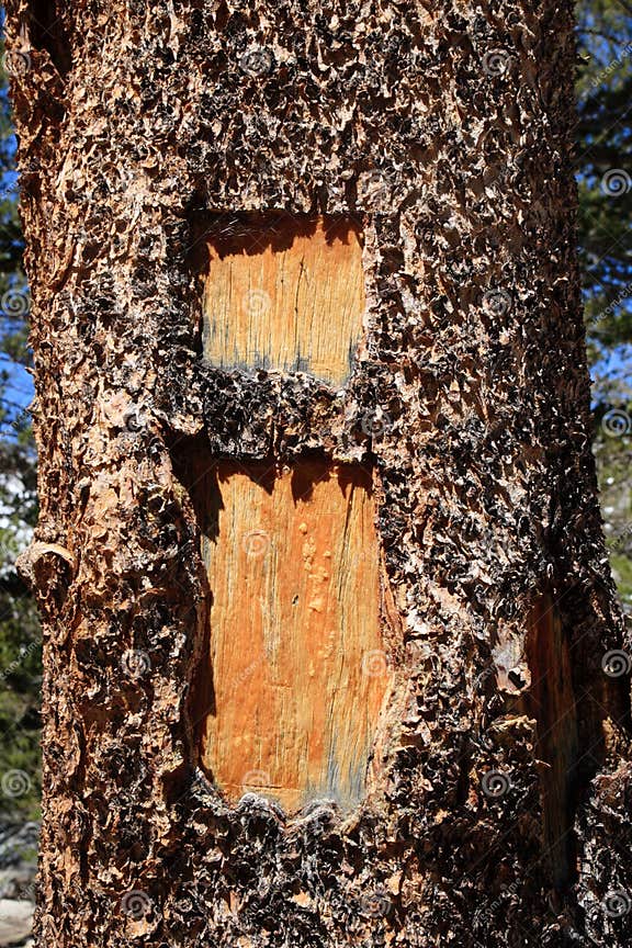 I blaze on tree stock photo. Image of mark, wood, trail - 20073958