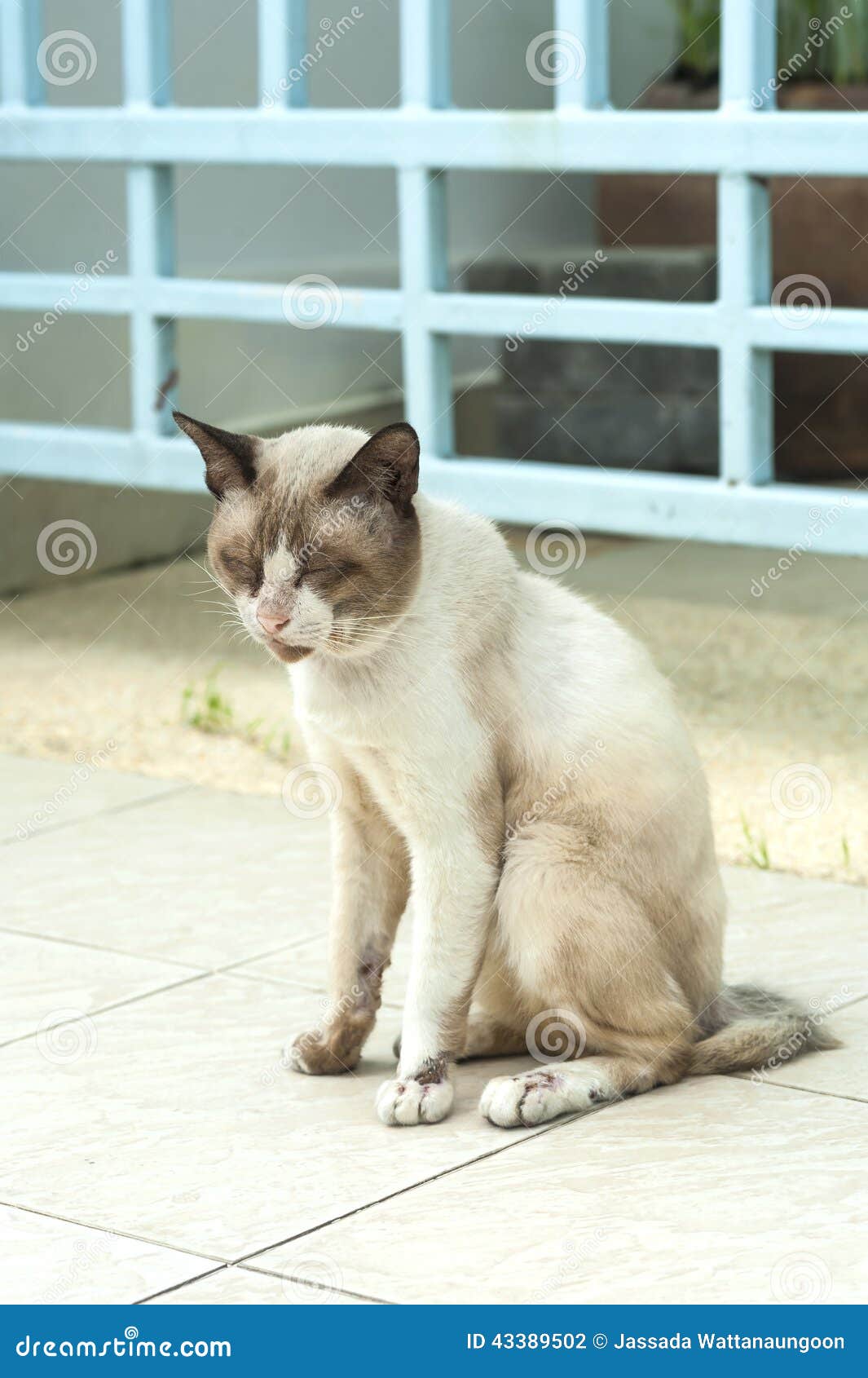 I am blind i am hurt,cat stock photo. Image of ball, neck - 43389502