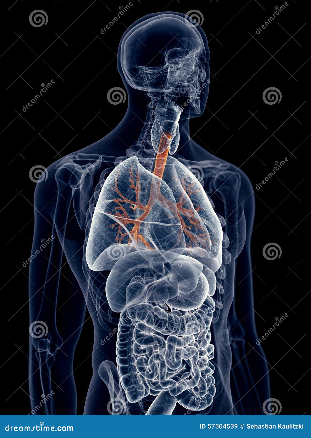 I bronchi illustrazione di stock. Illustrazione di anatomico - 57504539